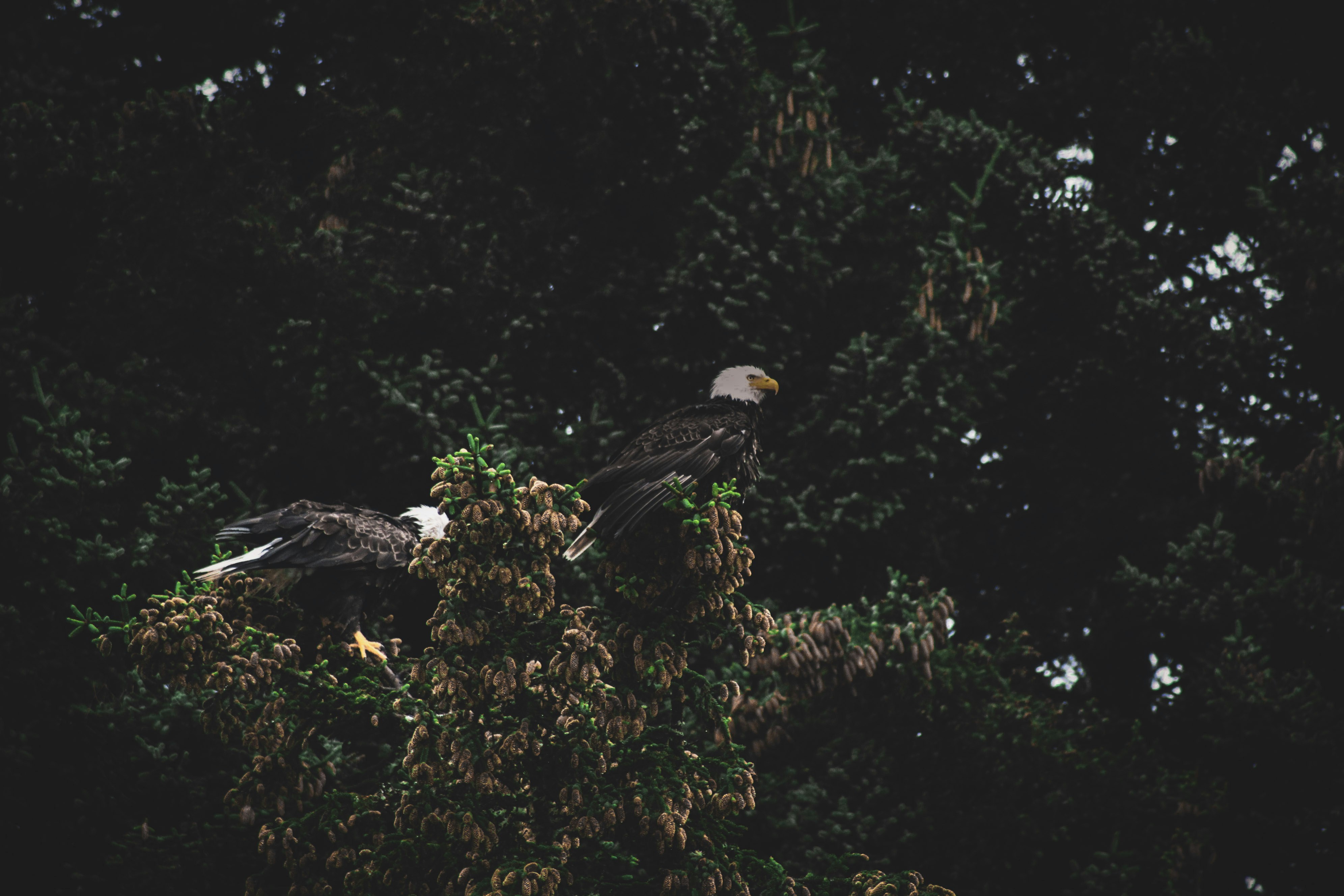 Twin Bald Eagles Perched on a Flowering Branch in a Shadowed Forest