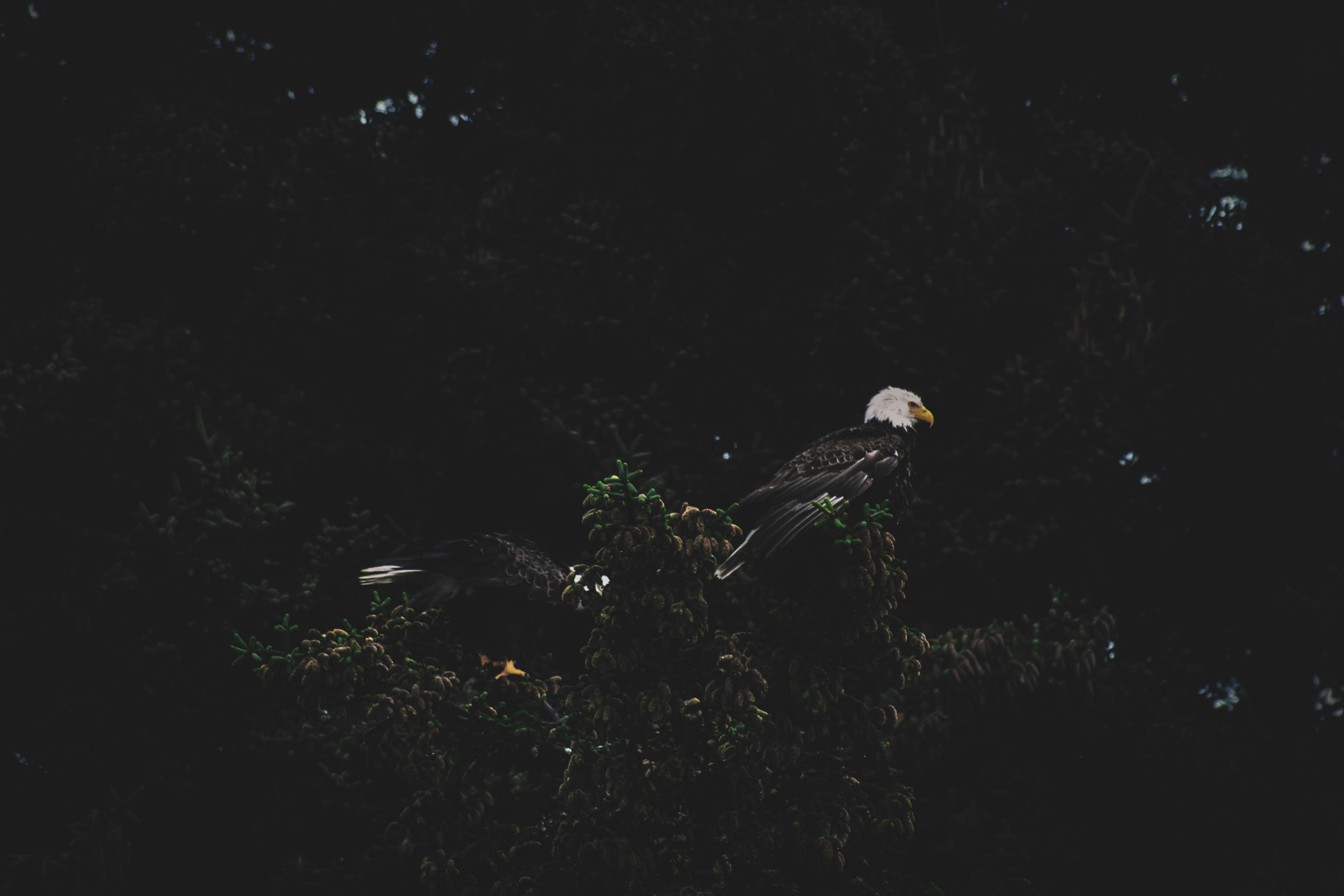 Midnight Sentinel: Bald Eagle on a Whispering Branch