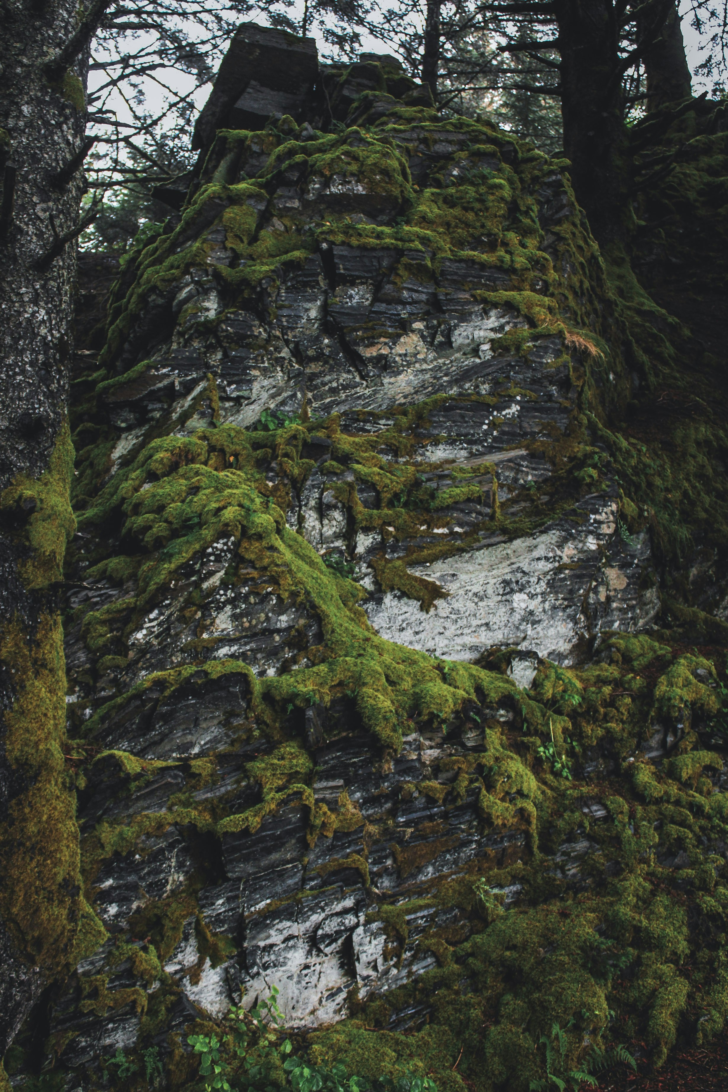 Verdant Sentinel: Moss-Cloaked Rock in a Shadowed Forest