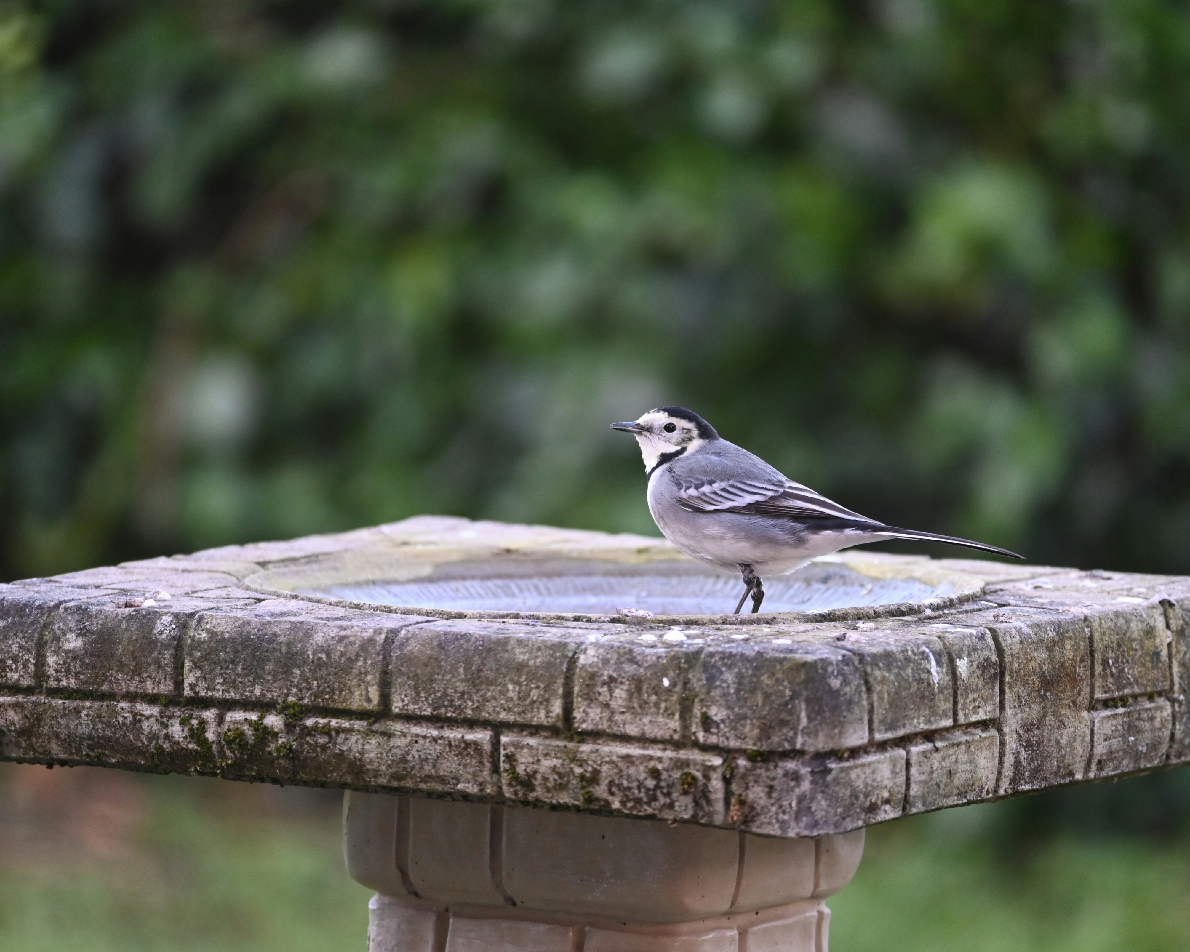 A Moment of Serenity at the Birdbath