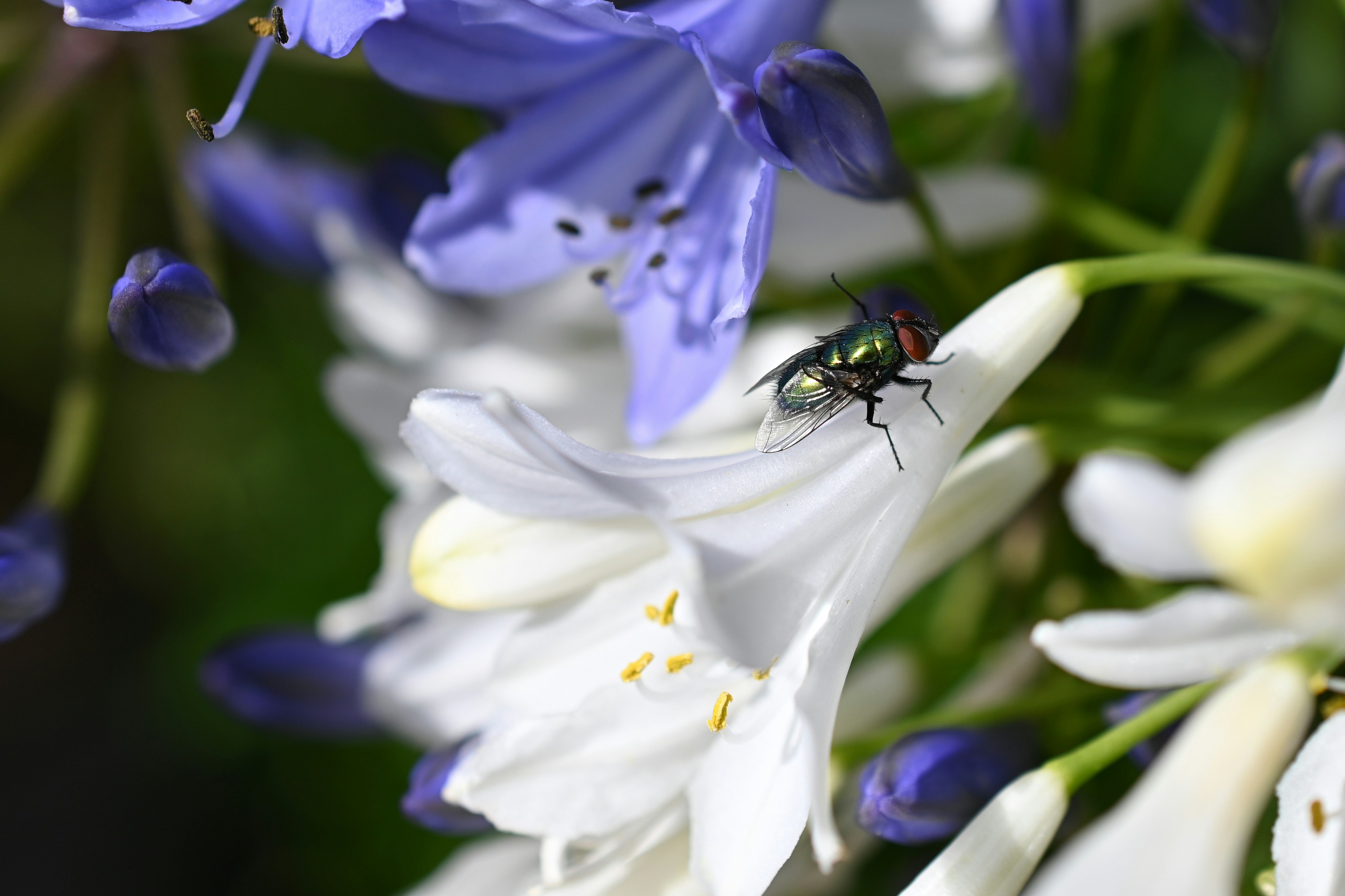 Hoverfly on a white trumpet bloom amid violet accents