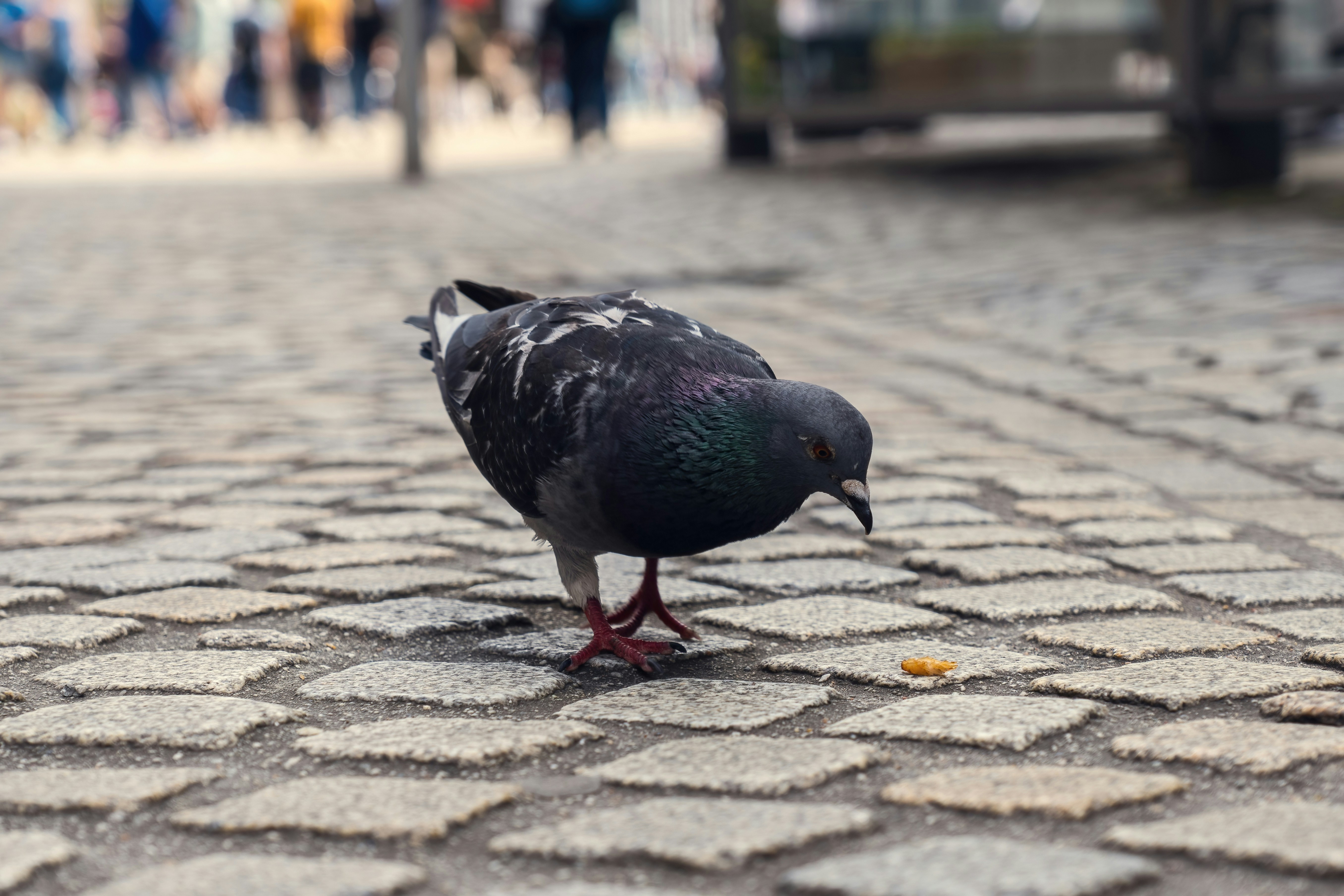 Cobblestone Pulse: A Pigeon’s Quiet City Stroll