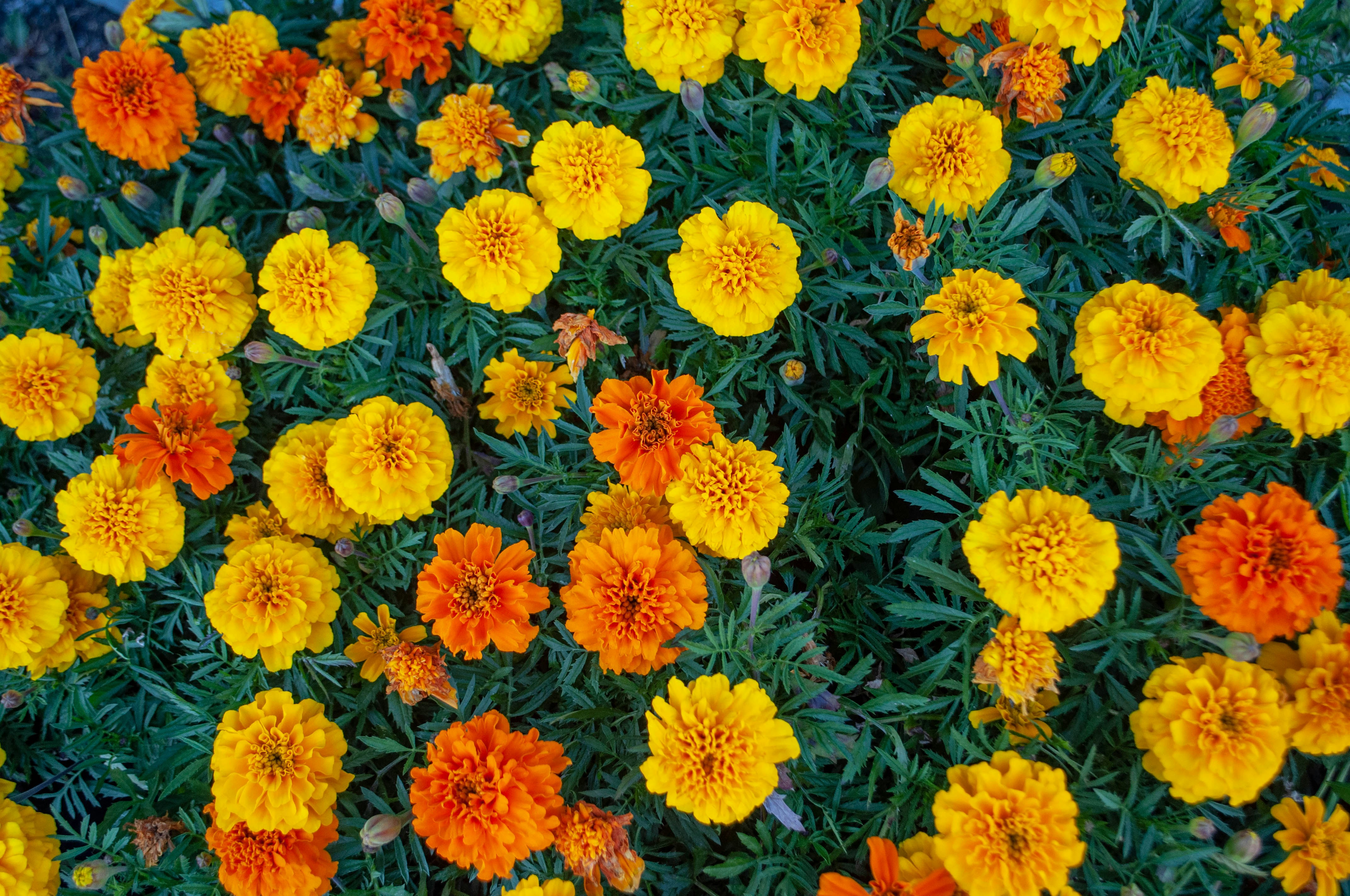 A bunch of orange and yellow flowers in a garden photo – Free Flower ...