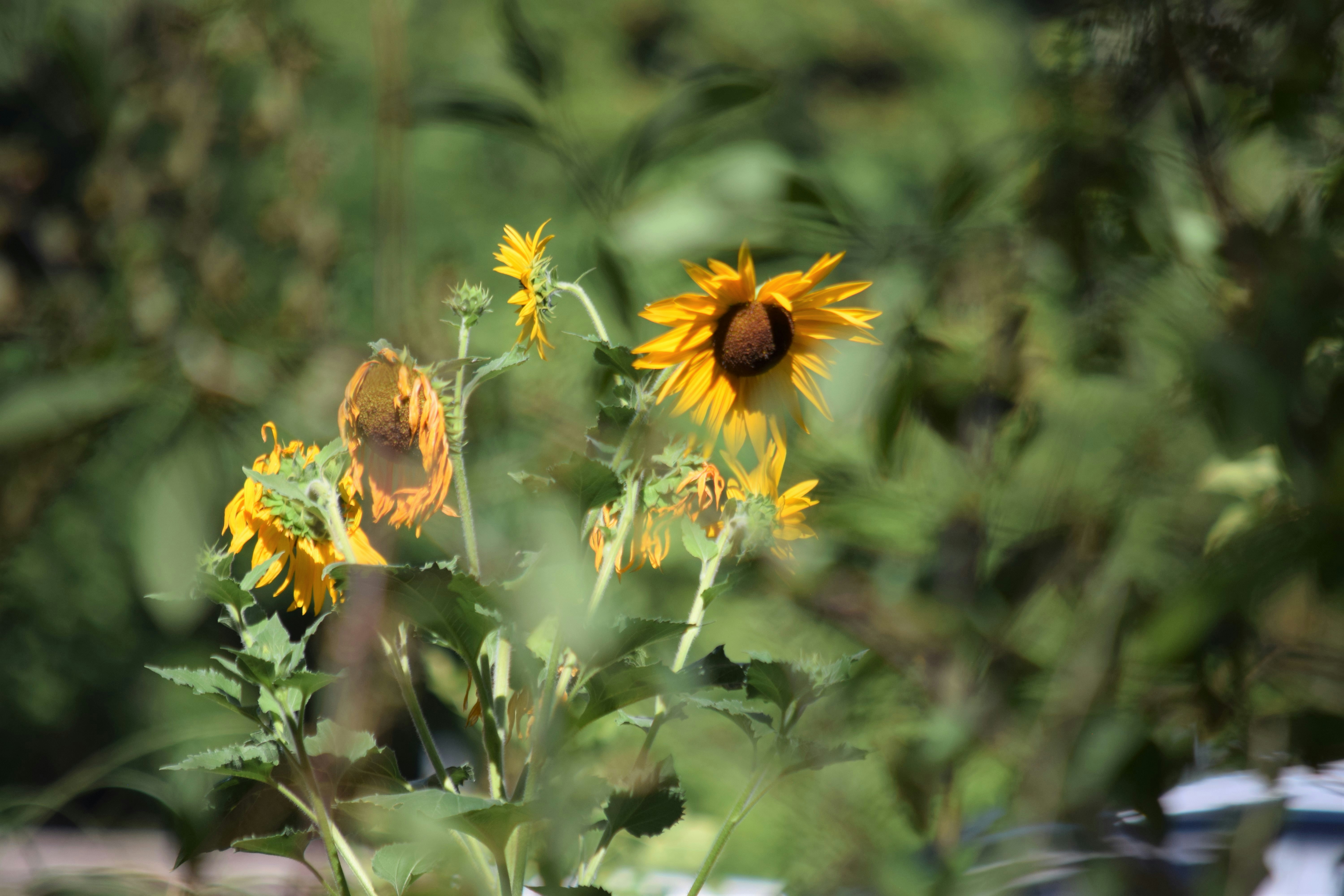 Bright sunflowers sway in a green garden with a shallow depth of field, creating a gentle blur in the background.
