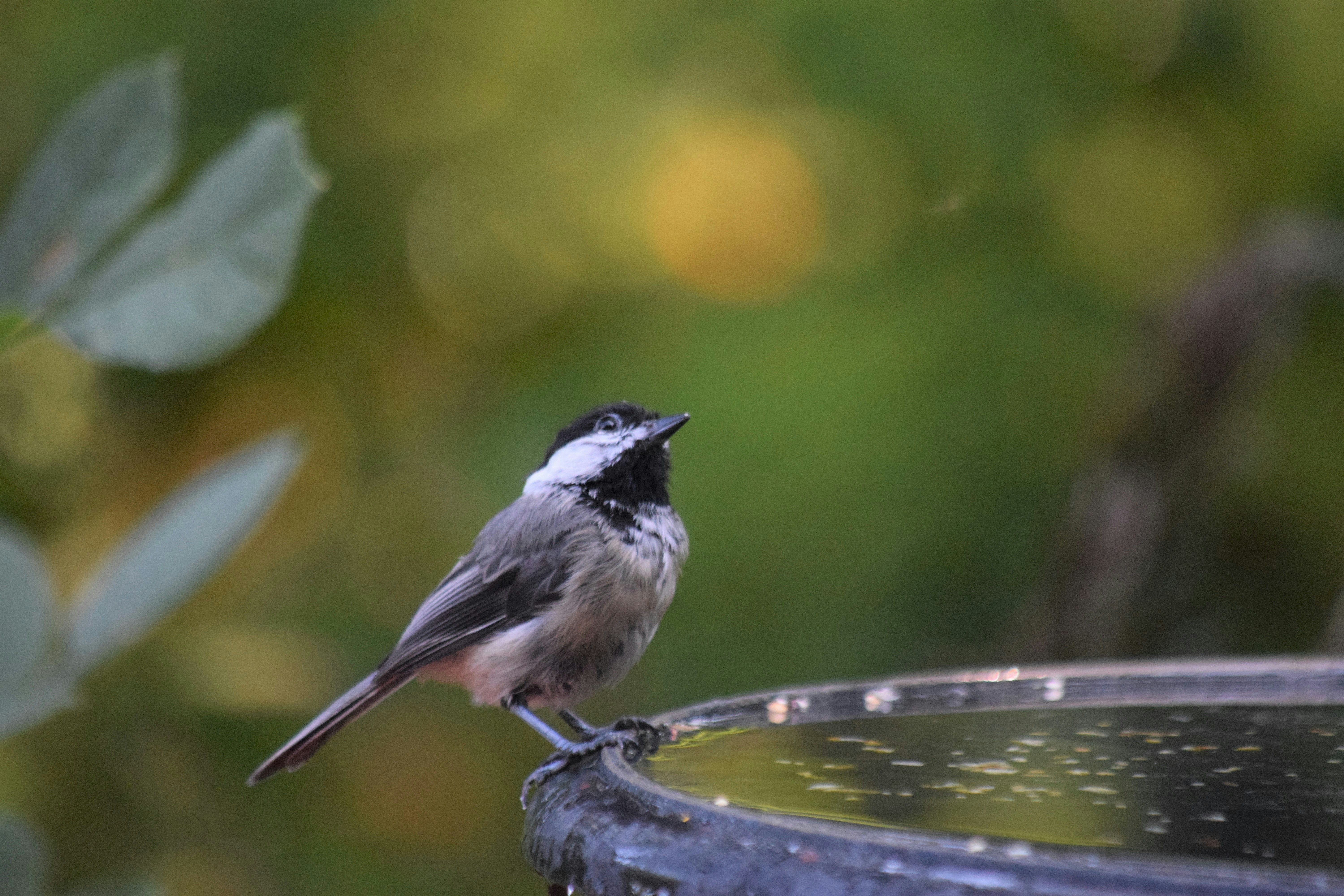 Photo by fr0ggy5 with Nikon D3300