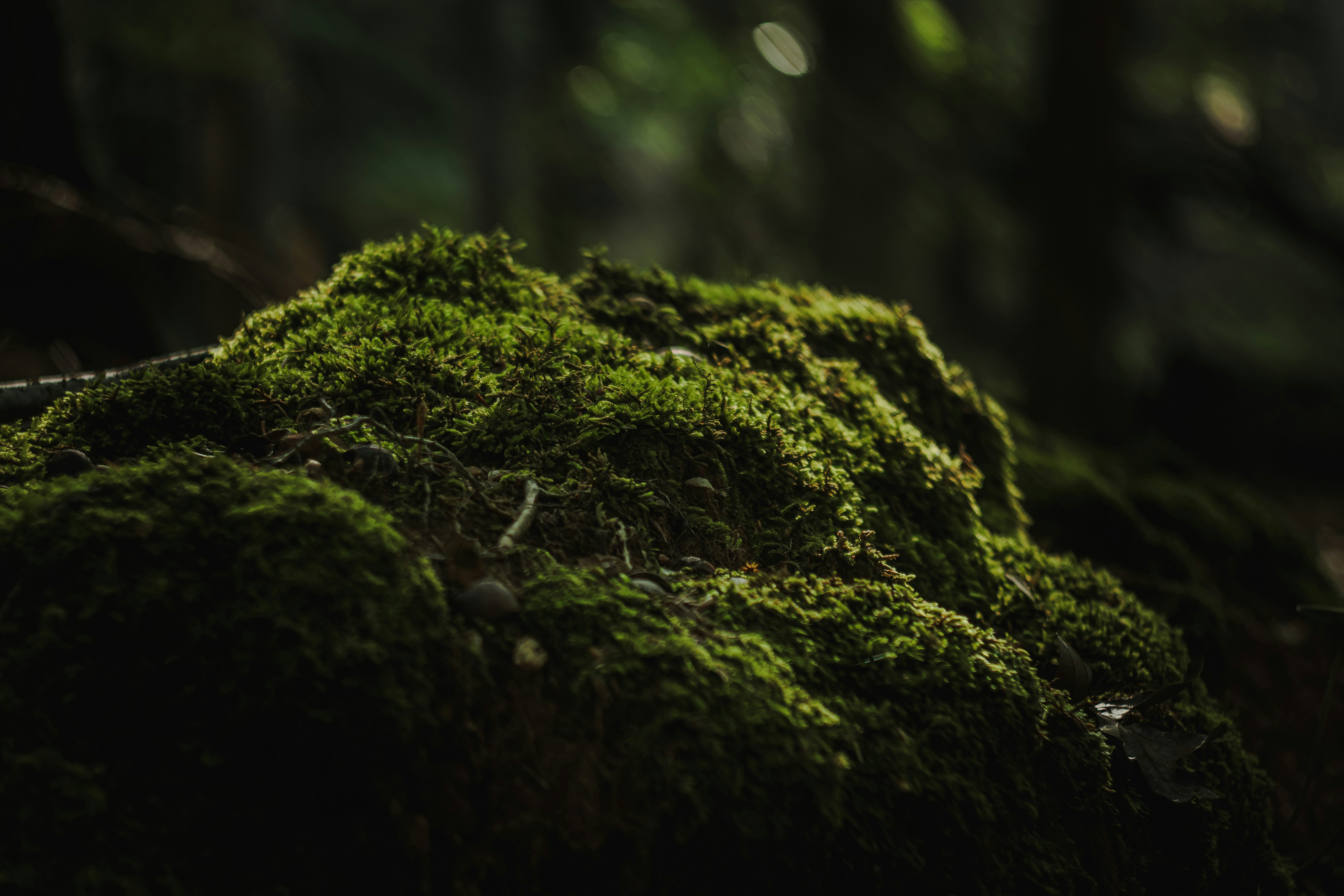 Moonlit Moss Cloud: A Quiet Forest Crest