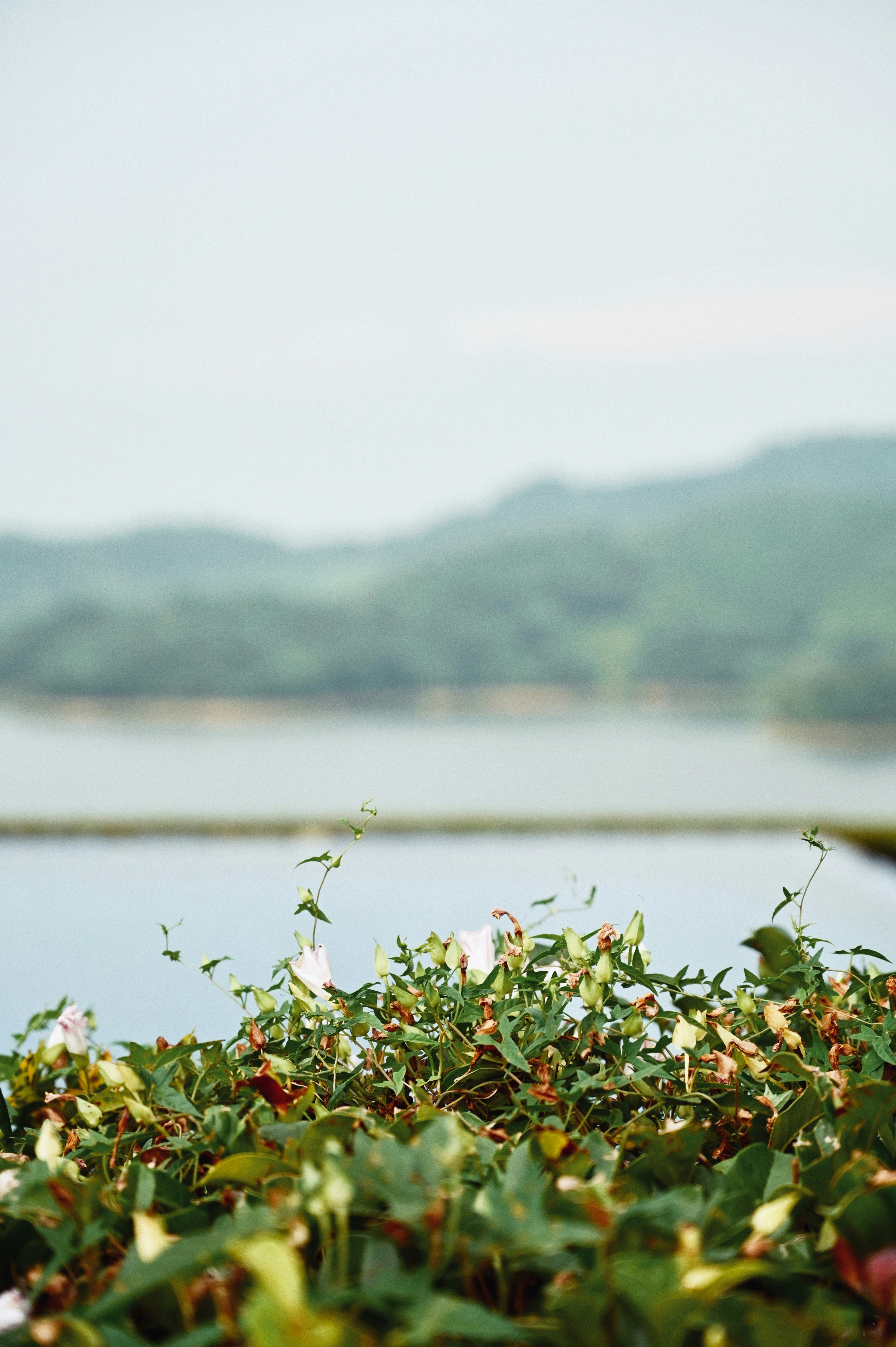 Quiet Shoreline Echoes: Greenery in the Foreground, Distant Hills and Water