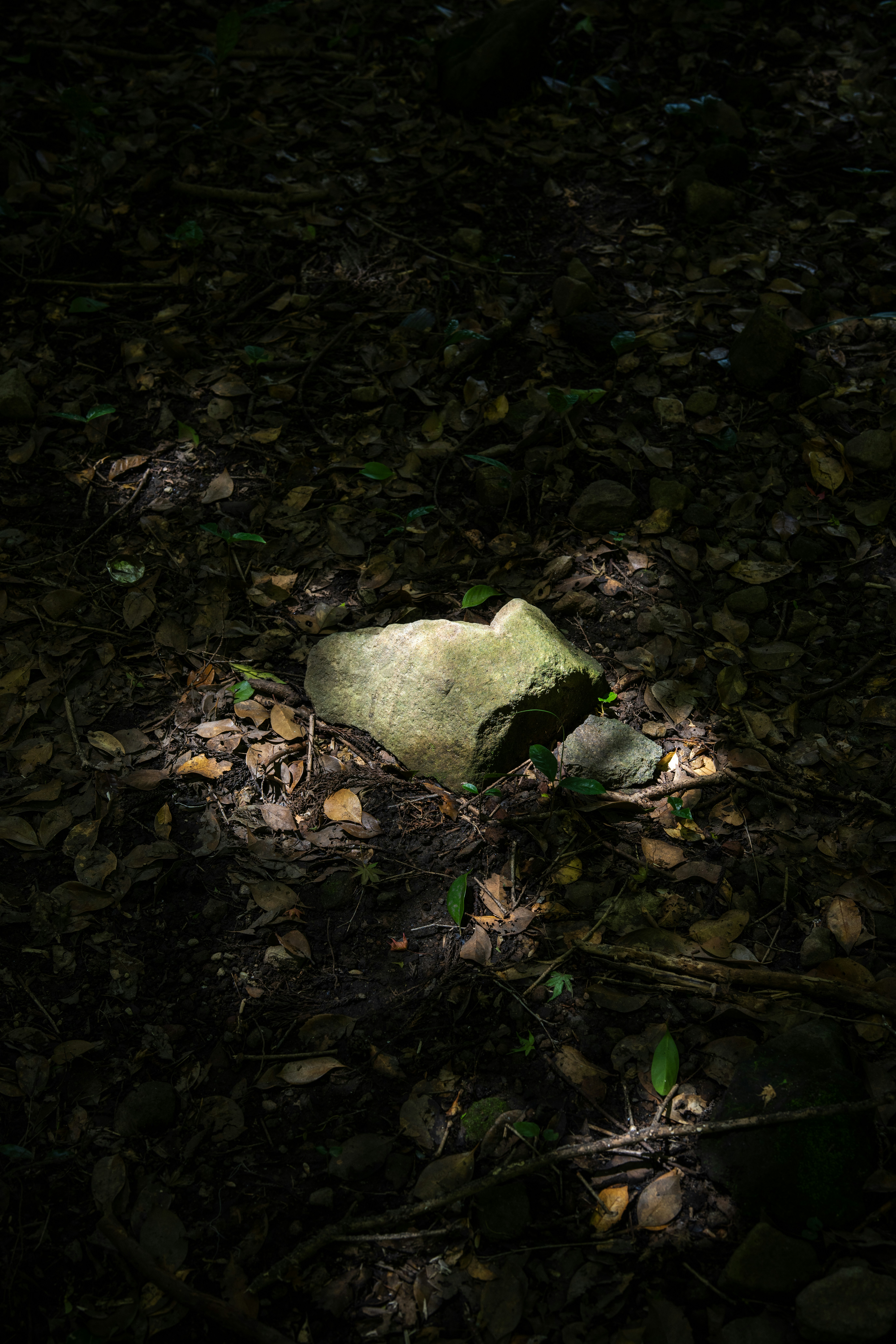 A rock laying on the ground in the woods photo – Free Soil Image on ...