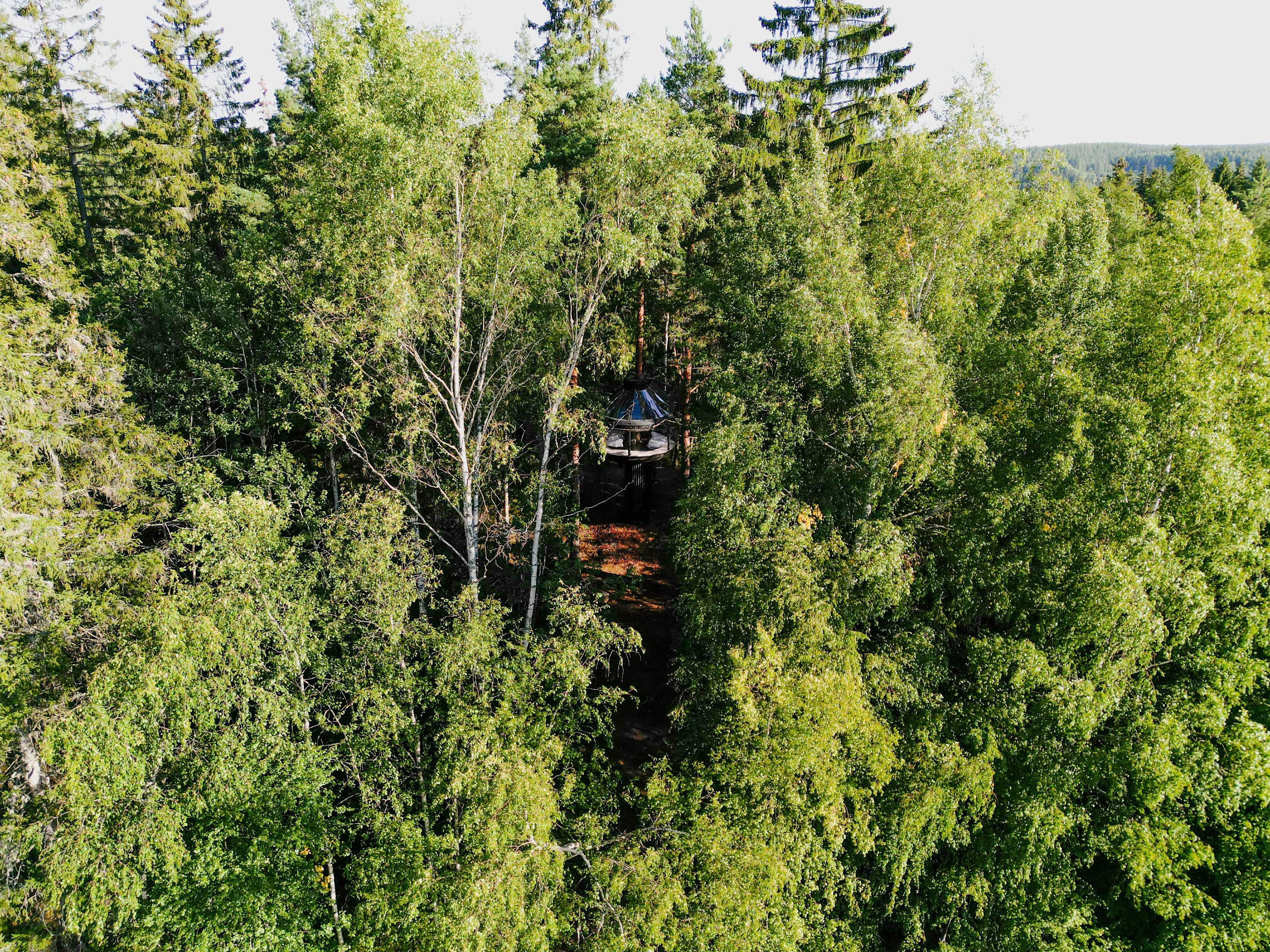 Cabin Veiled in Pines: A Hidden Clearing Amid a Green Canopy