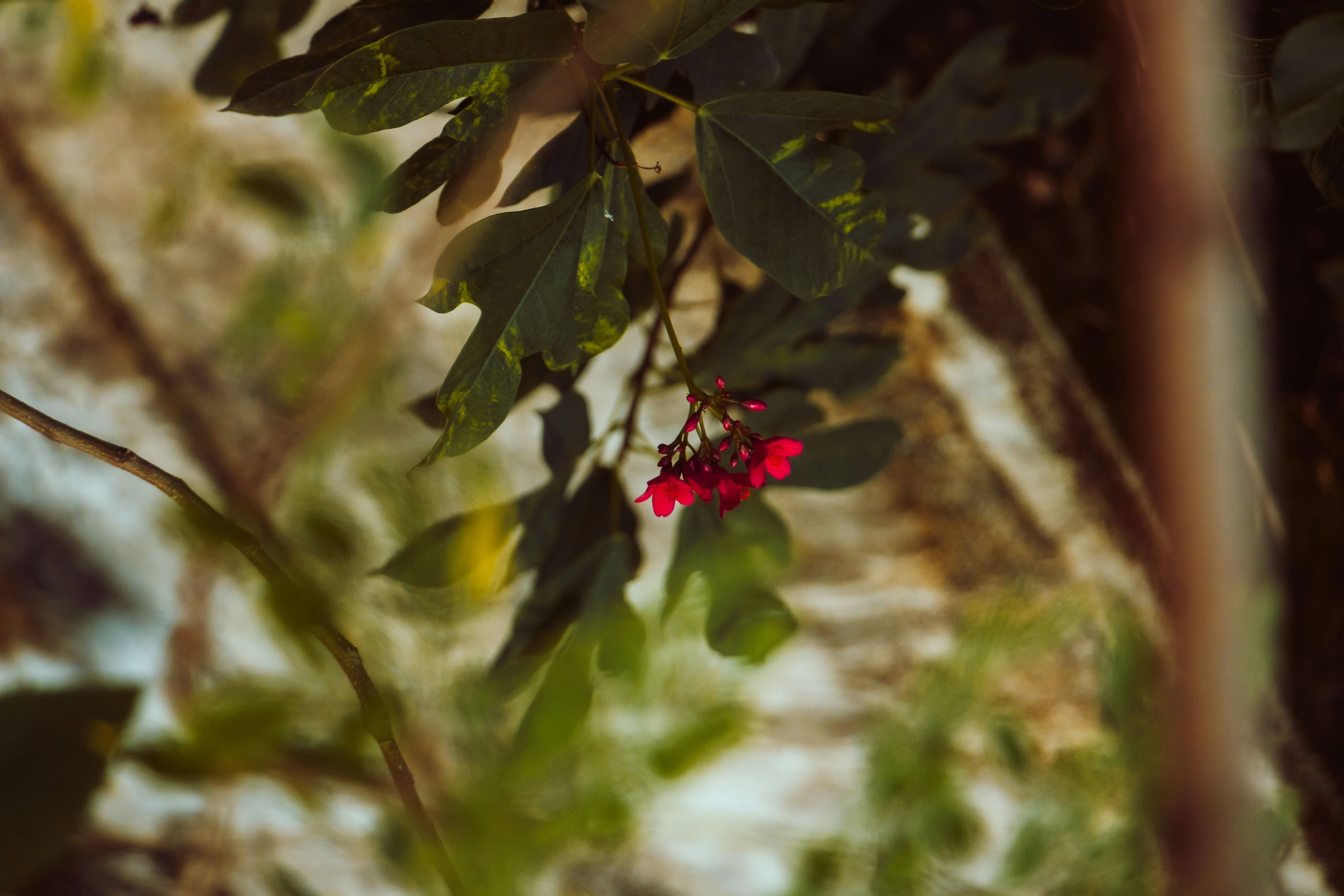 Une fleur rouge qui pousse sur un arbre photo – Photo Kollam Gratuite ...