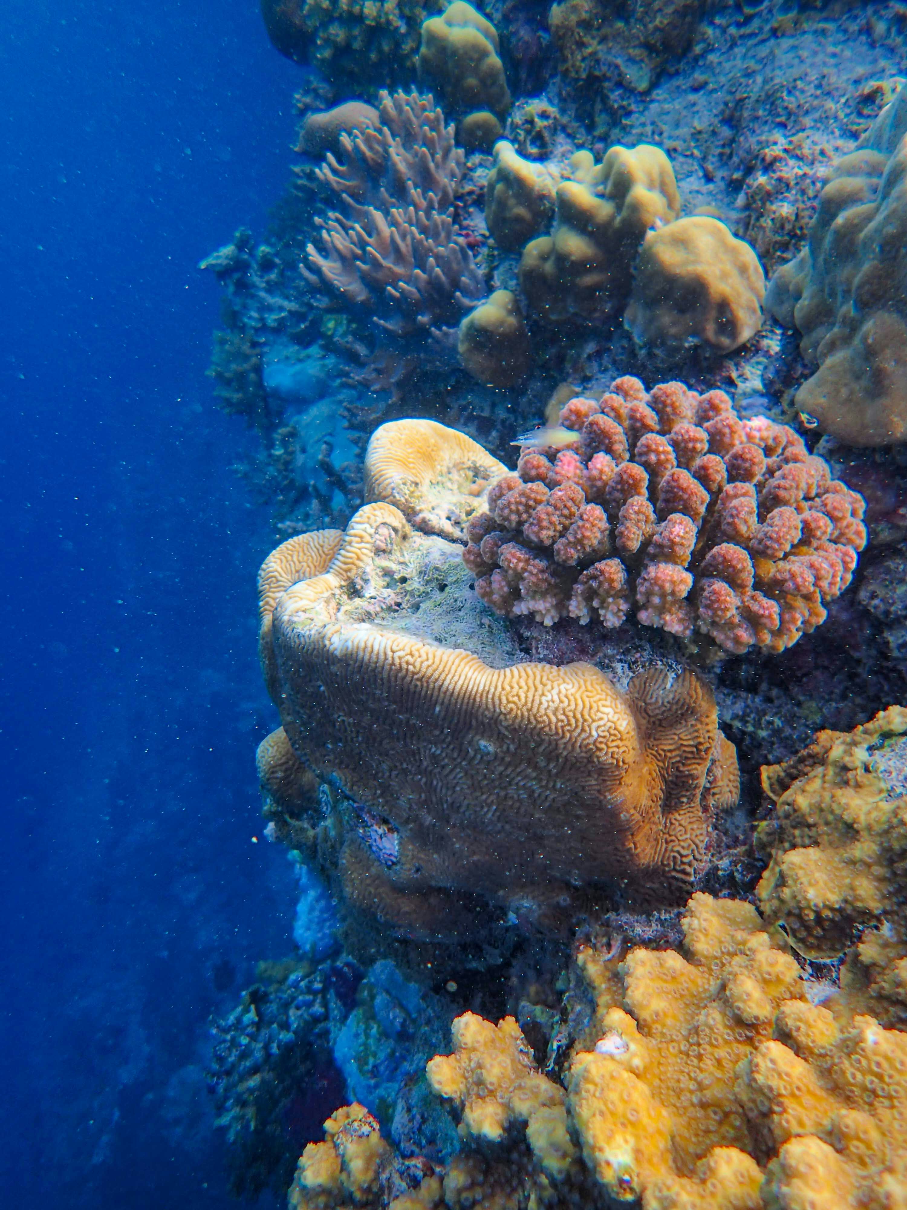 A coral and sponge corals on a coral reef photo – Free Sea Image on ...