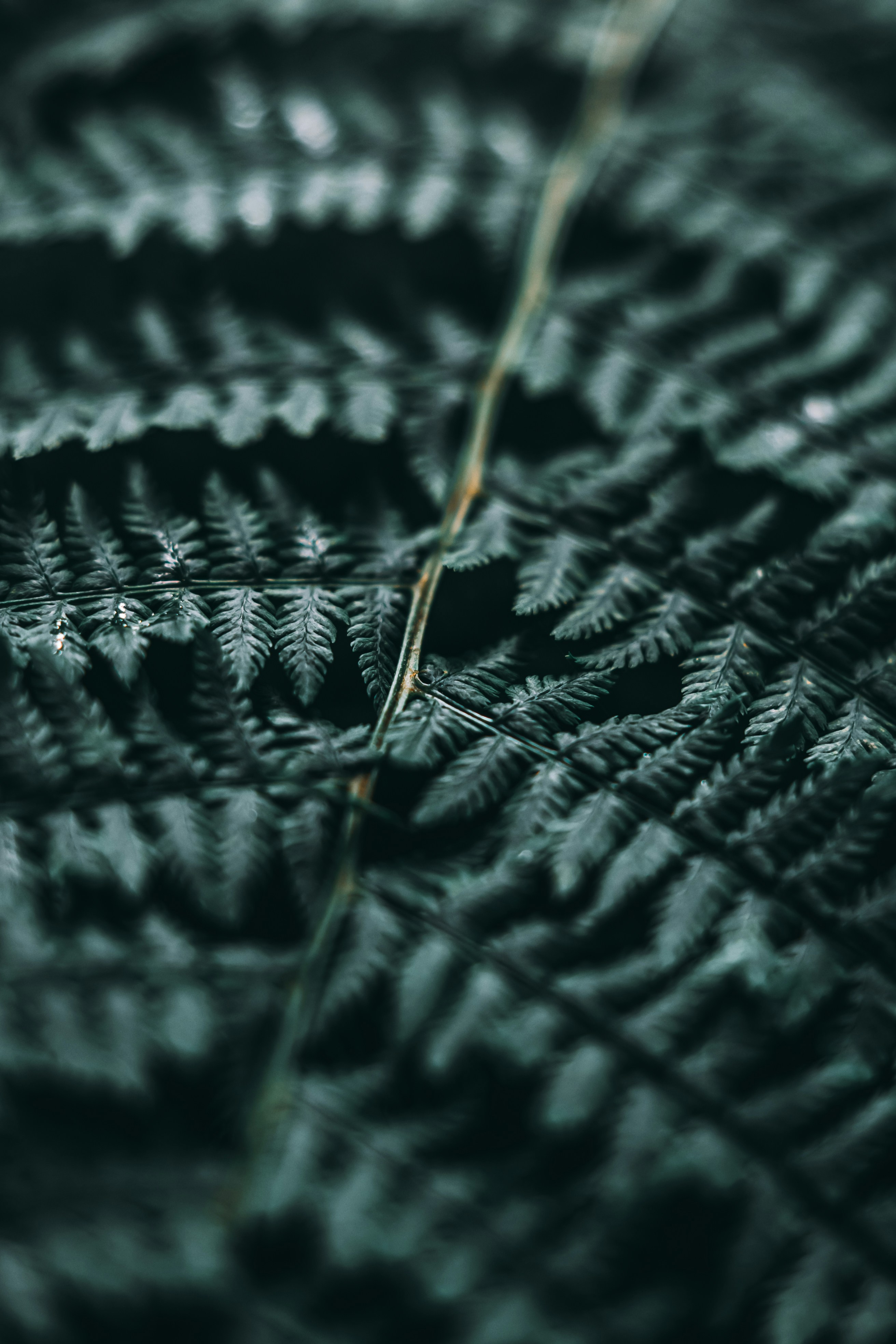 Whispers of Fern: A Close-Up of Veined Greenery