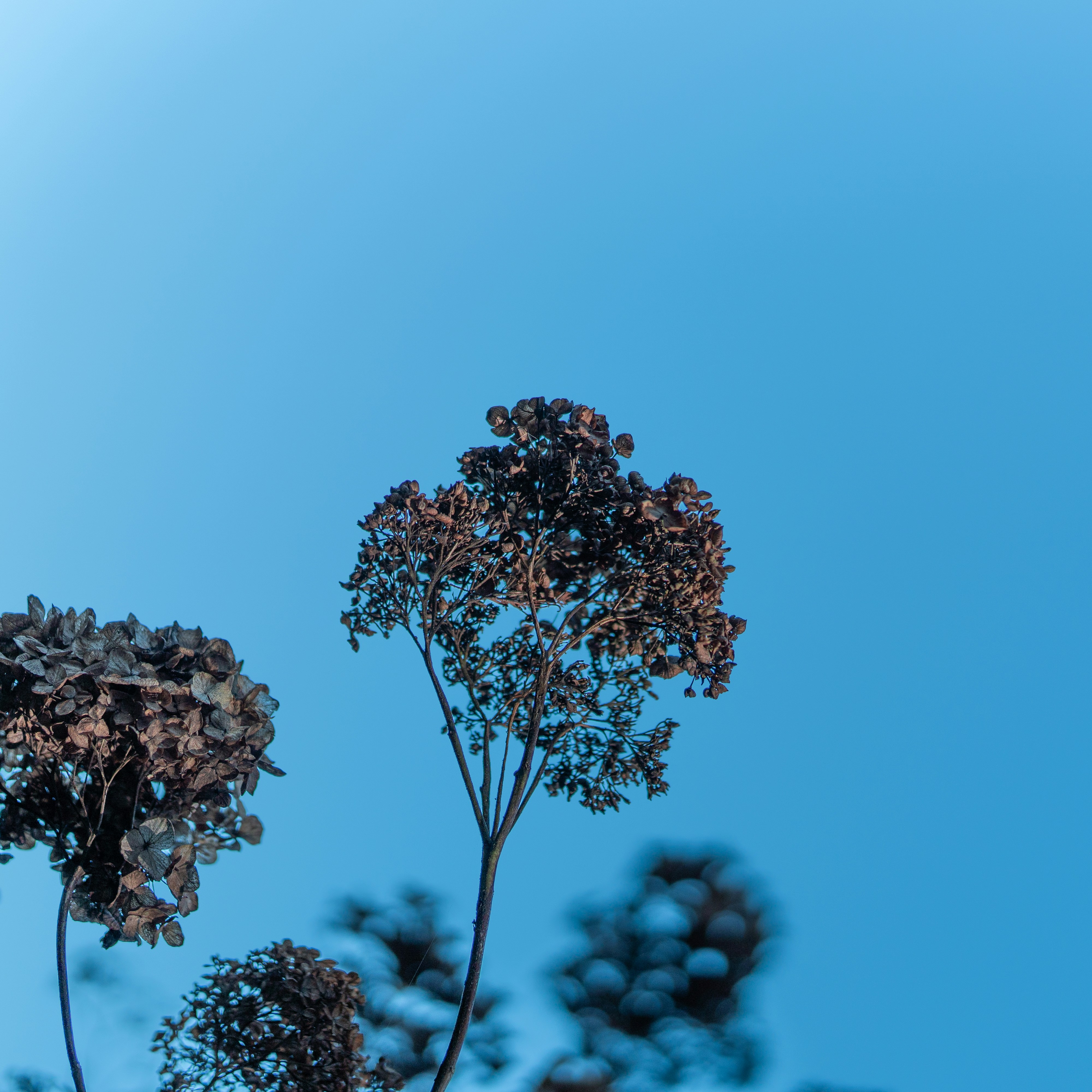 a couple of trees that are standing in the grass