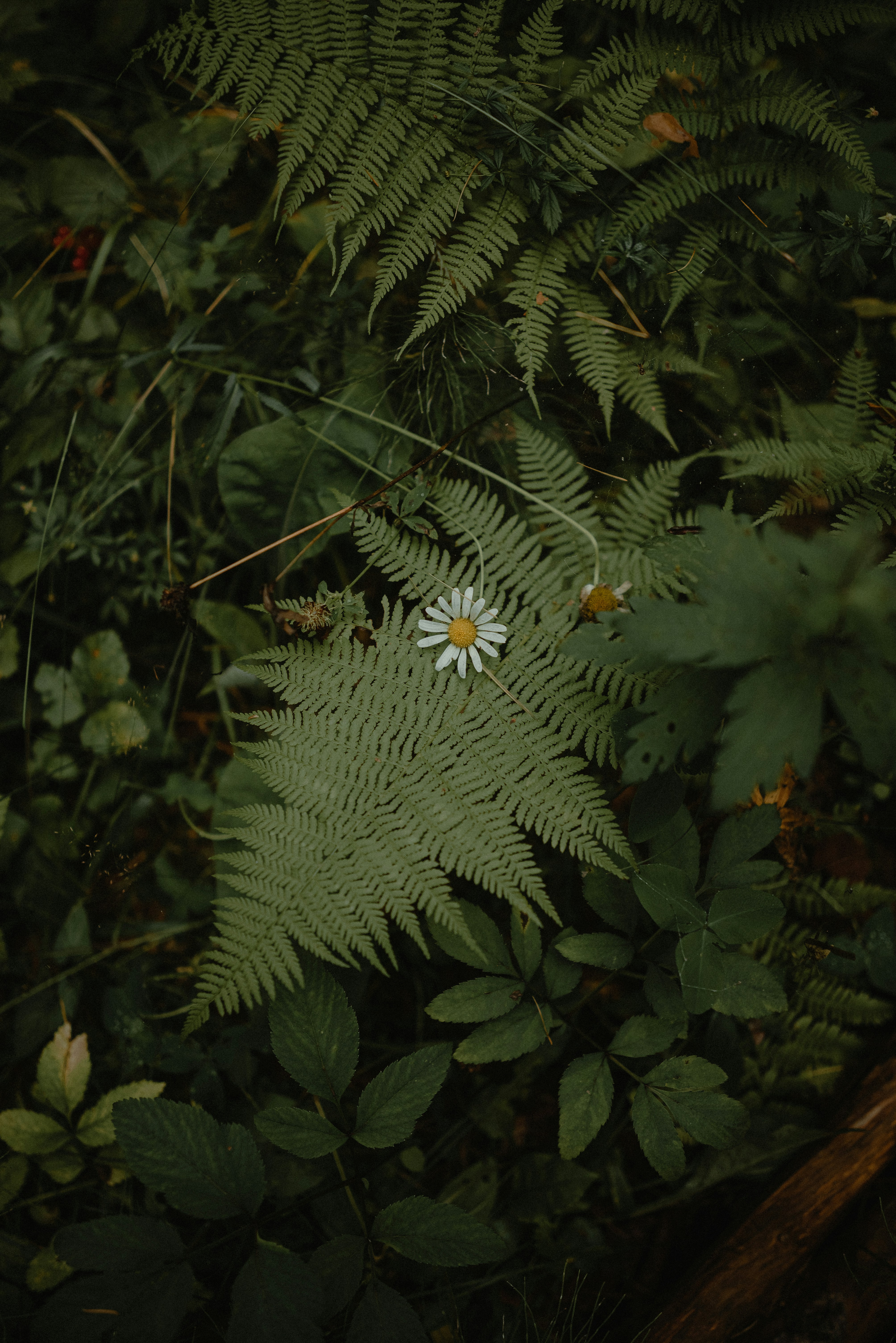 Single Daisy Among Ferns: Quiet Moment in the Shade