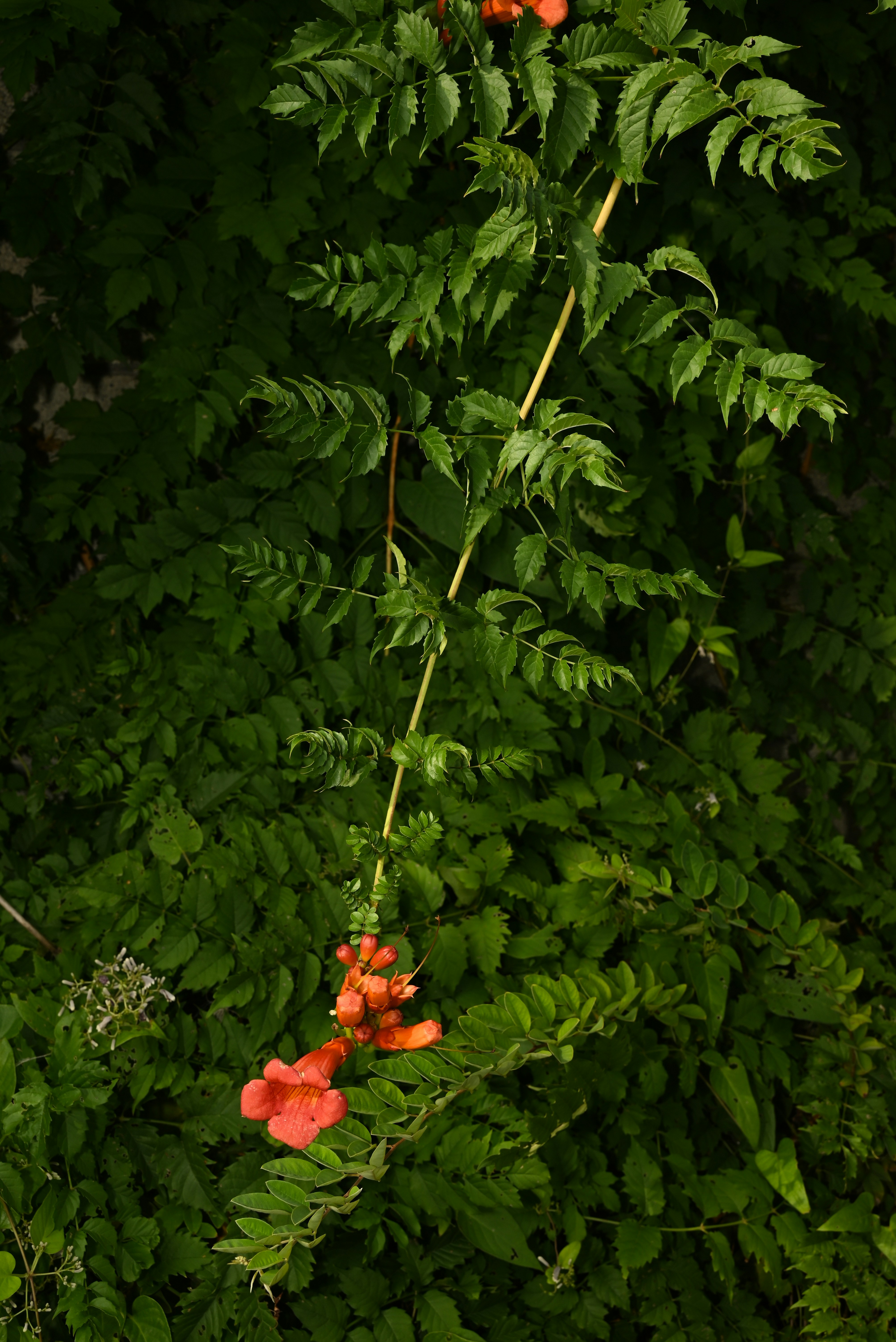 Photo by Hiro Ishii with Nikon Z5