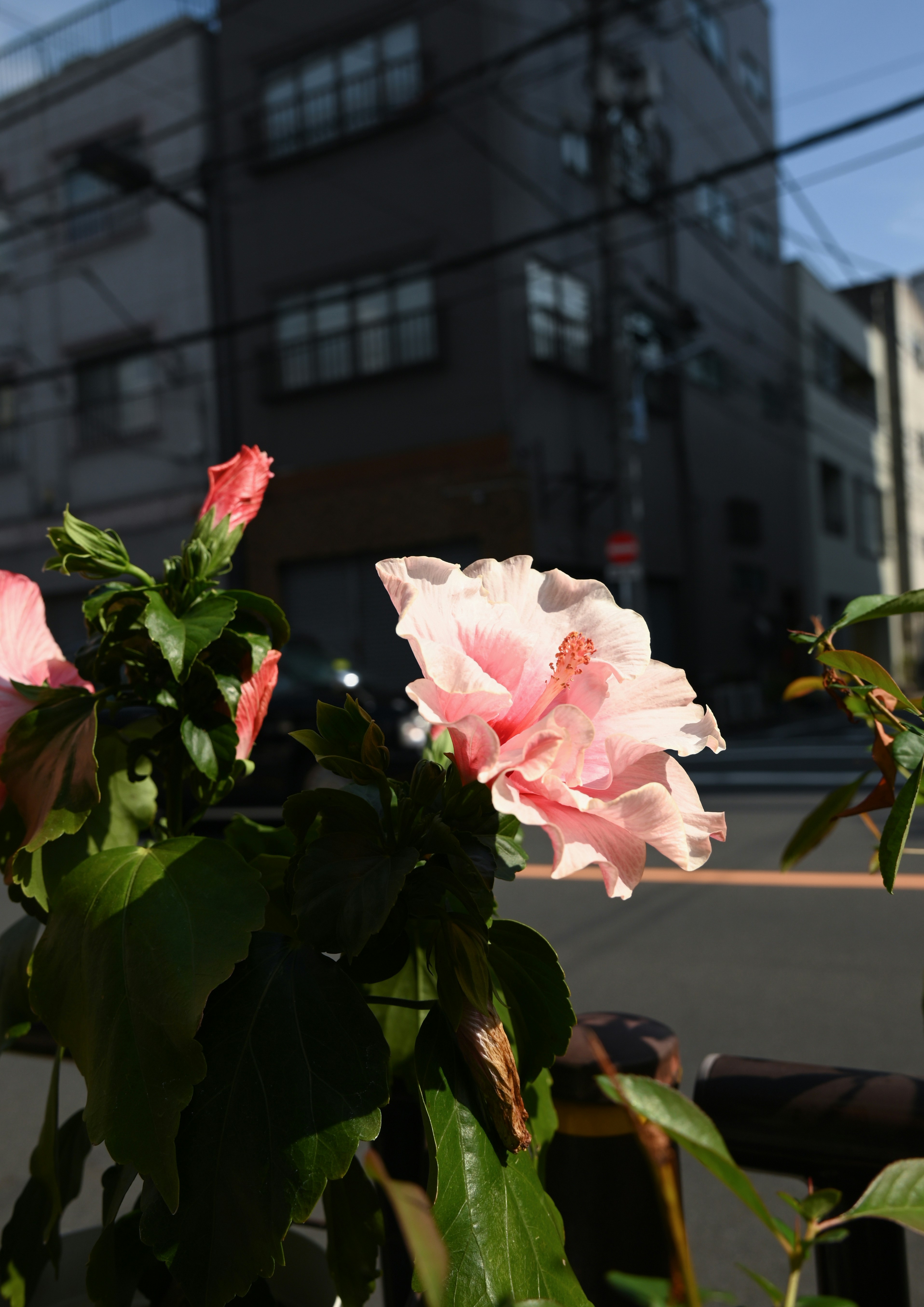 Petaled Beacon Against the Urban Backdrop