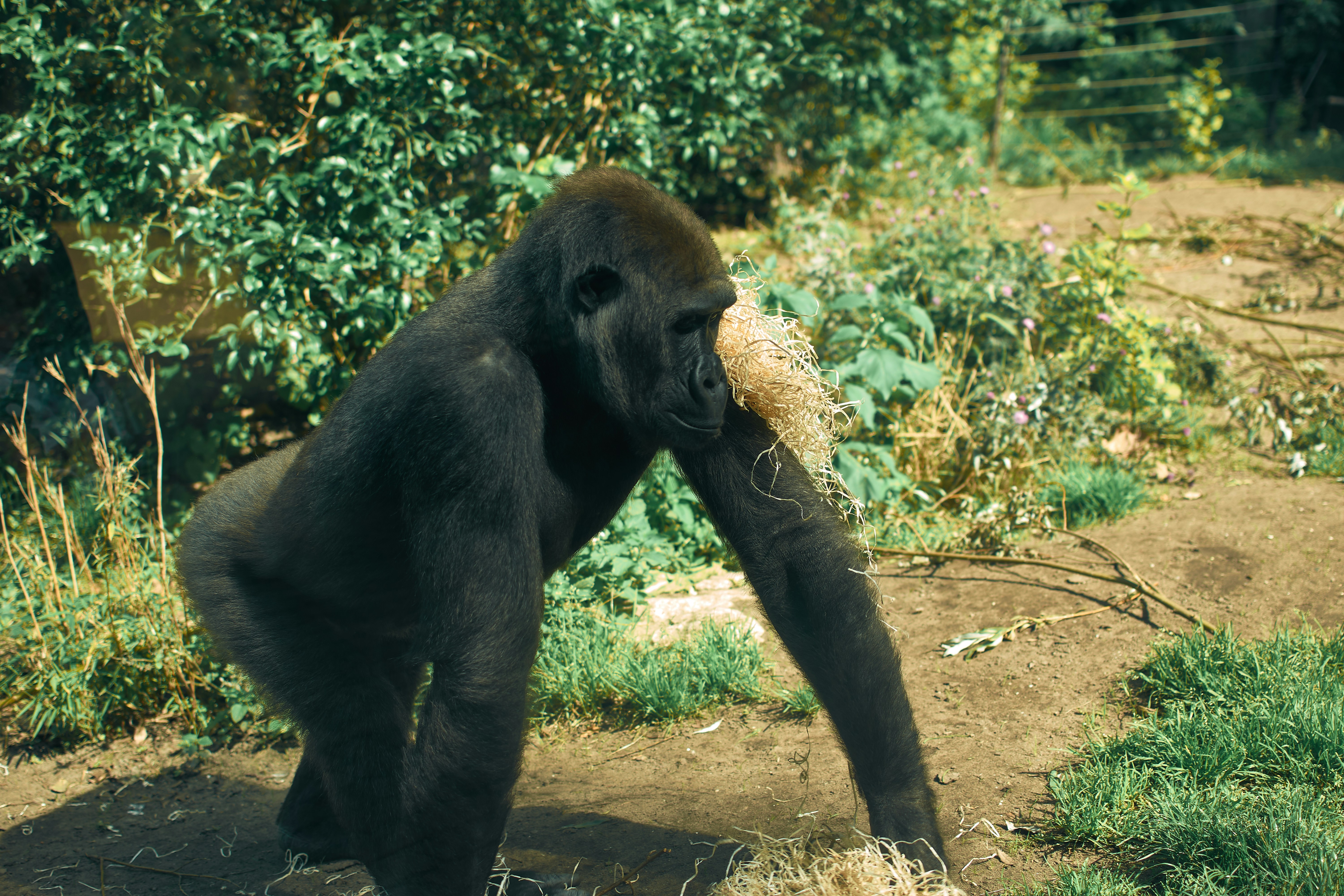 Straw in the Sun: a gorilla's moment of guarded curiosity