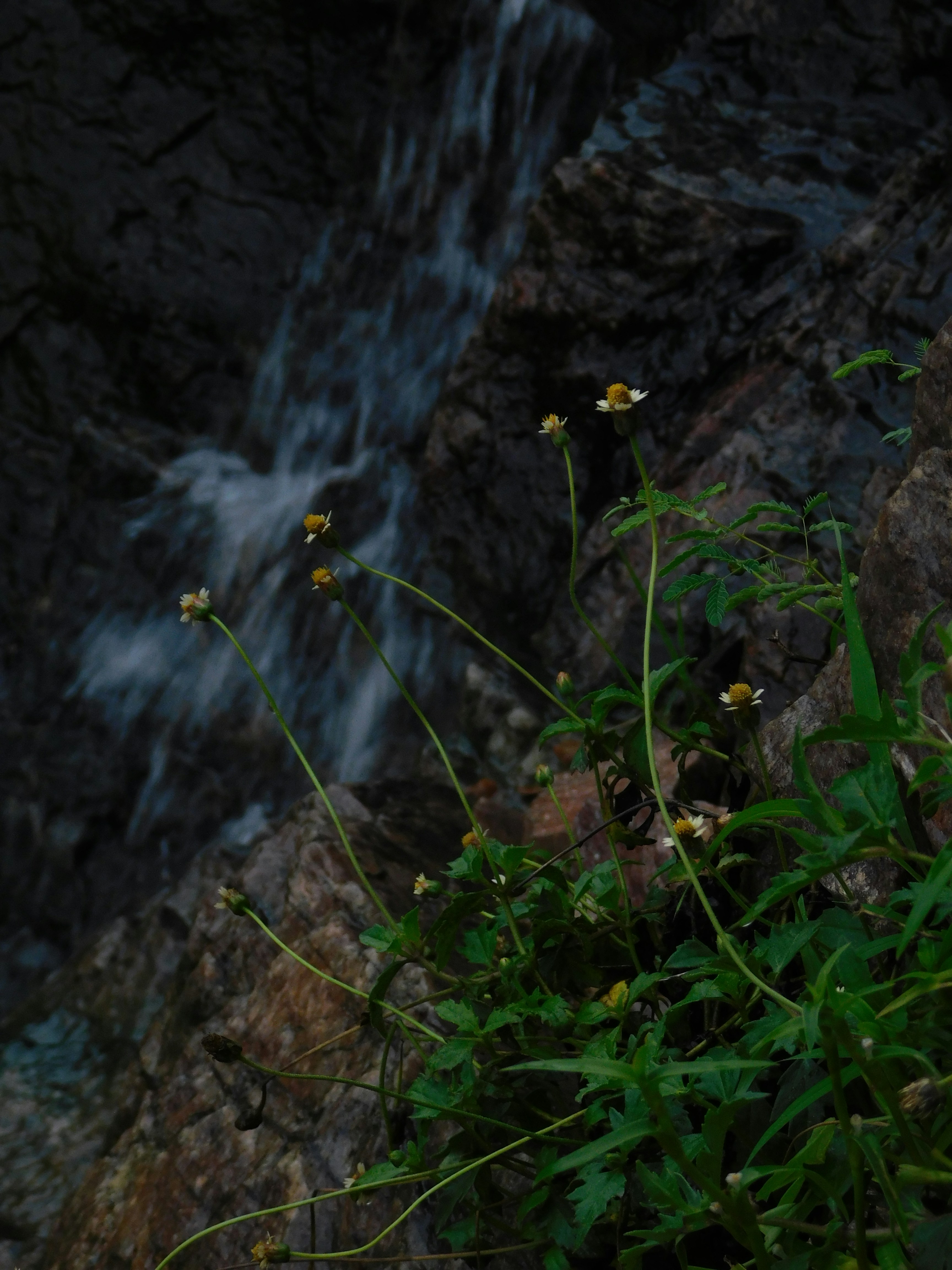 Daisies on a cliff edge beside a whispering waterfall