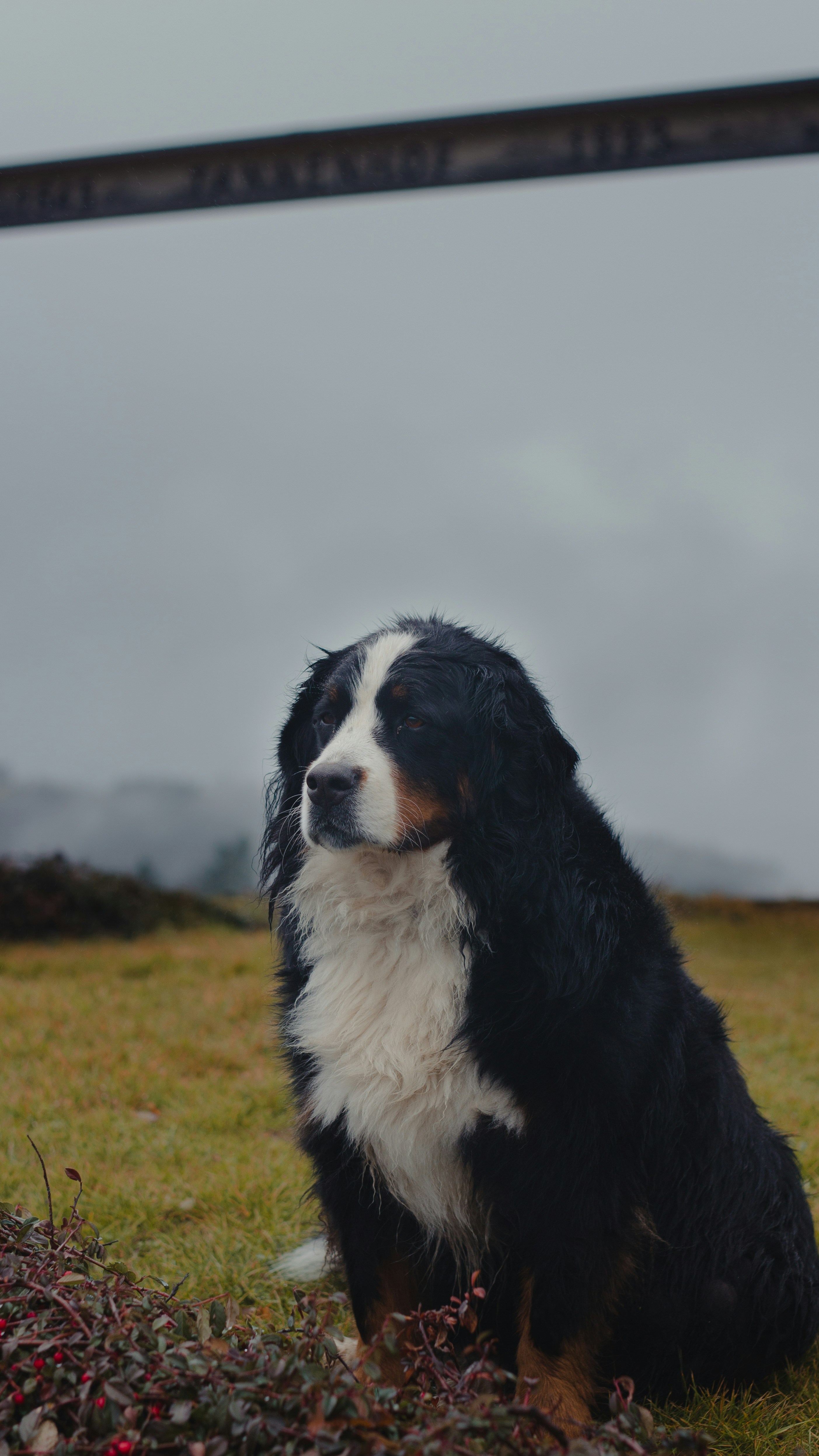Versatile guardian in rain-kissed fields