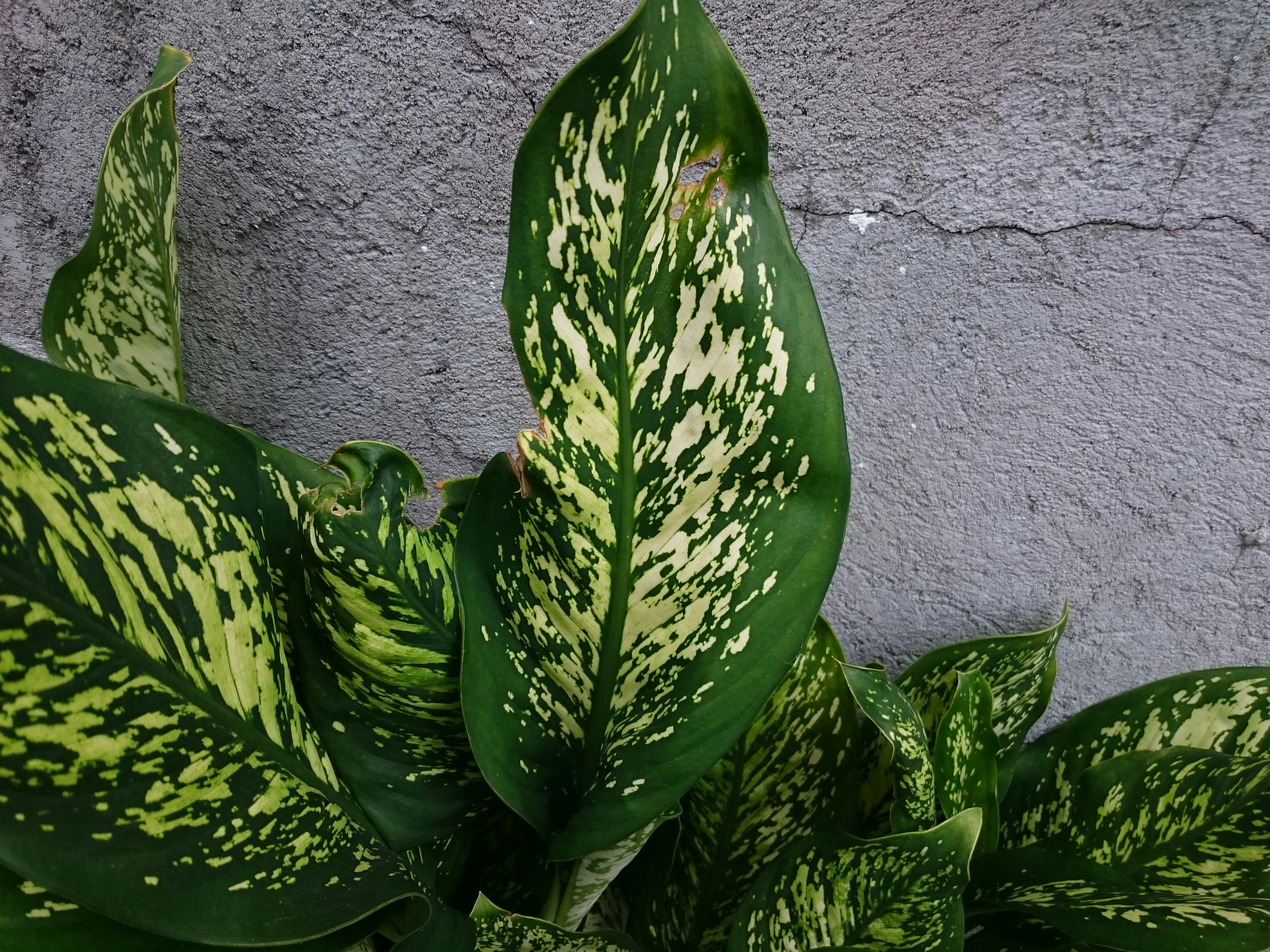 Photo by Lhar Capili with Sony Xperia Z3 Compact