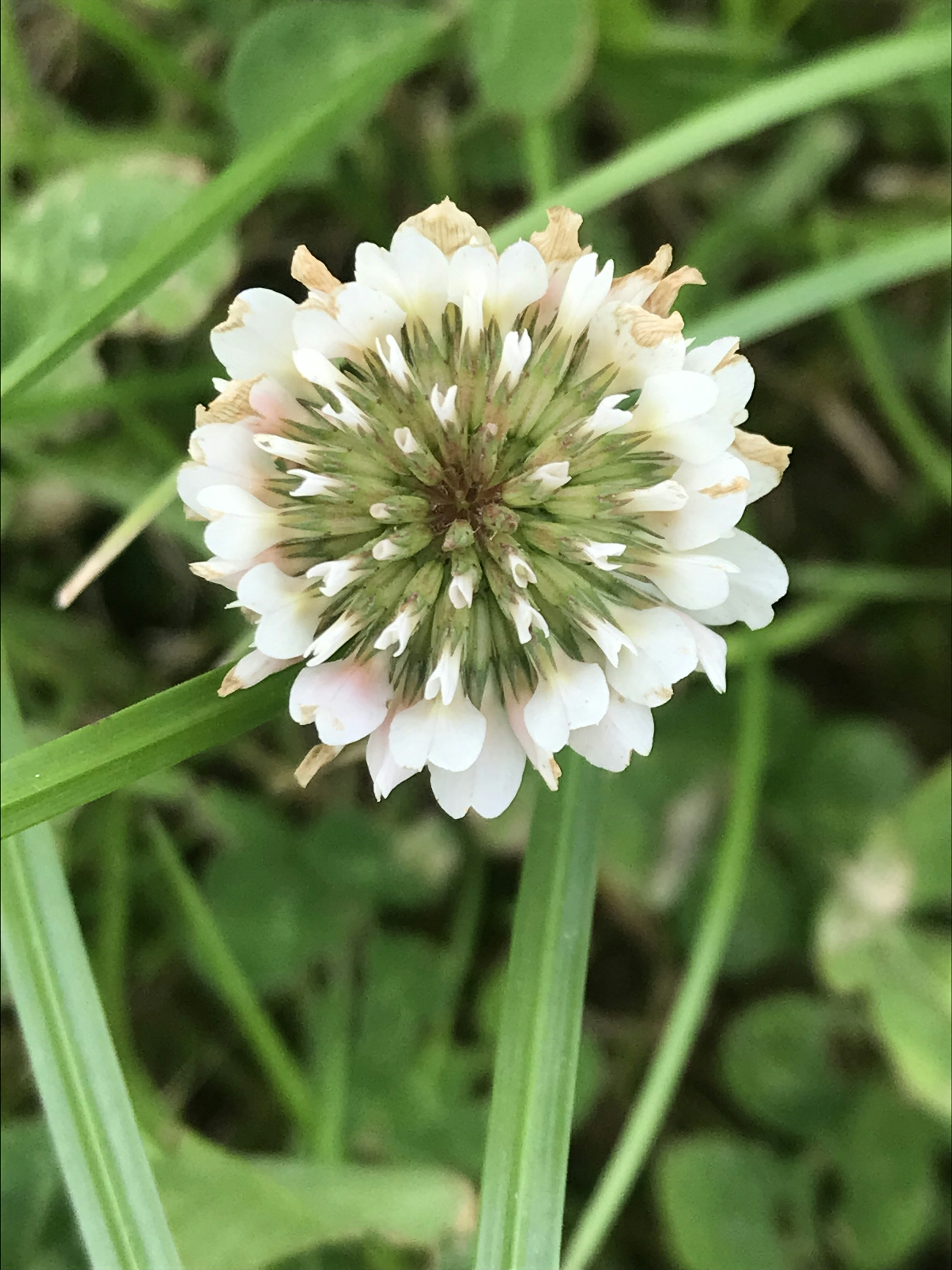 Petal Globe in Green: a close-up of a pale, spherical bloom amid emerald blades