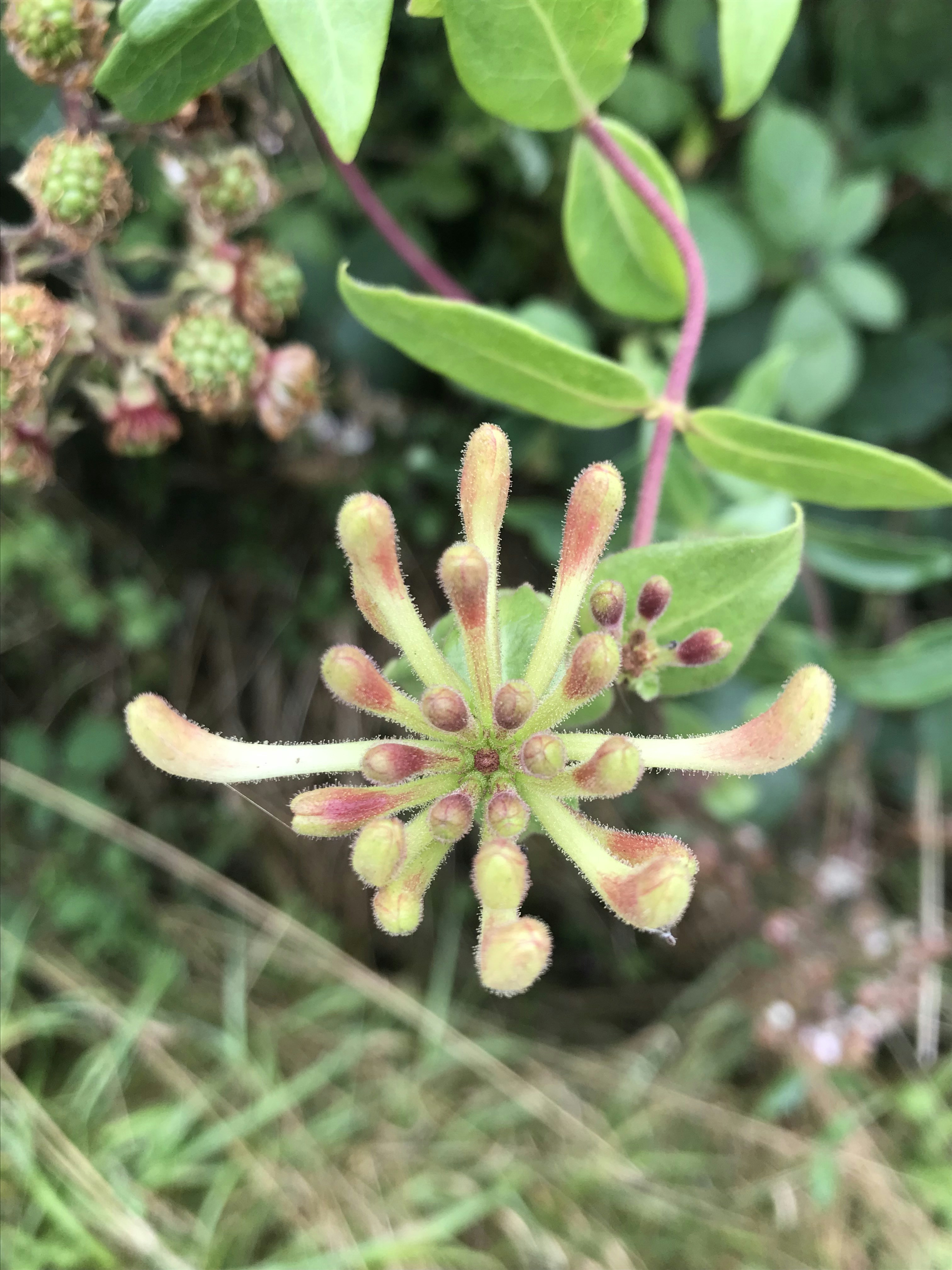 Fuzzy Starbud: A Macro Portrait of a Green-Pink Blossom