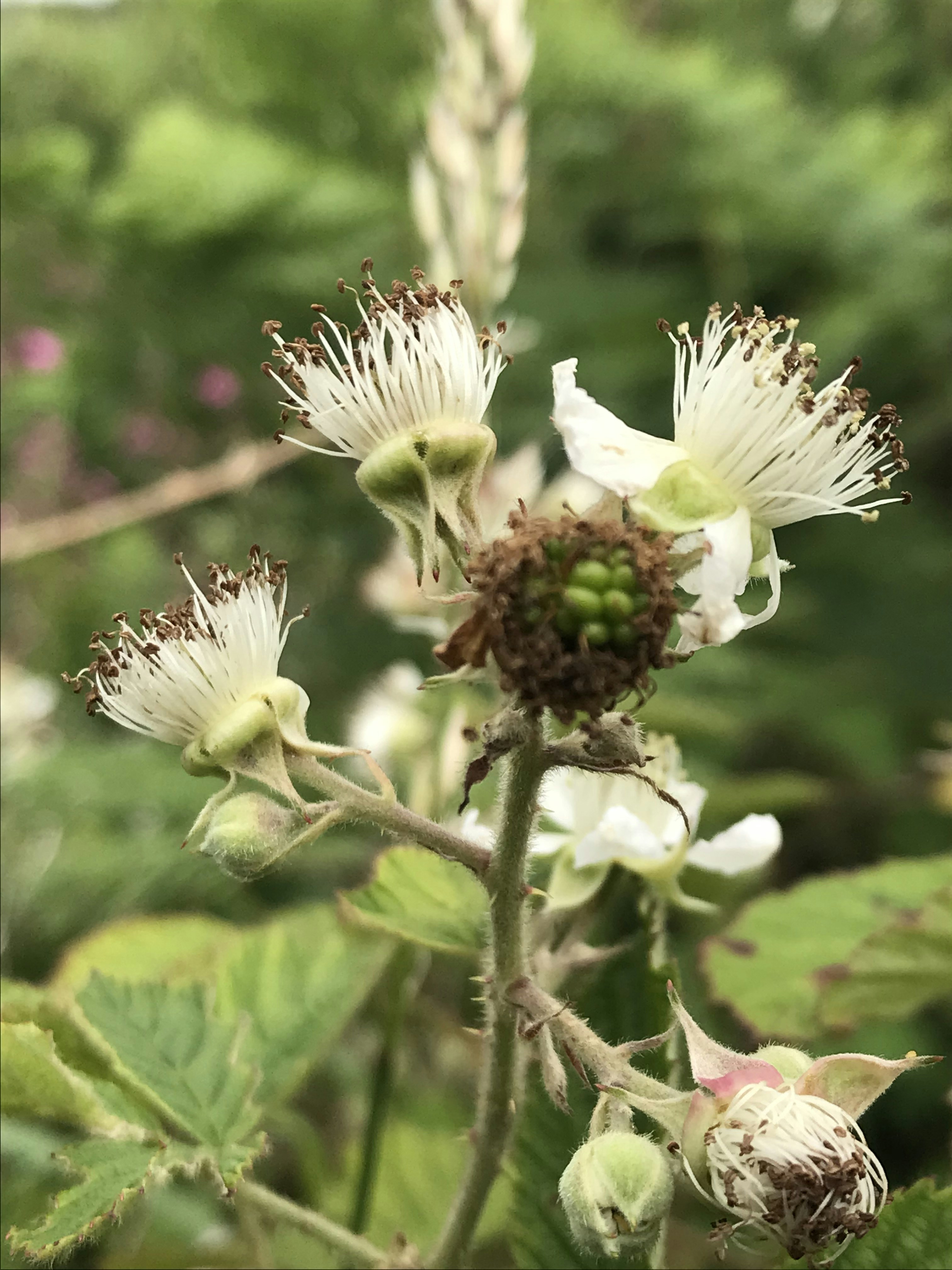 Stamen Mosaic: White Bloom Clusters in a Velvet-green Backdrop
