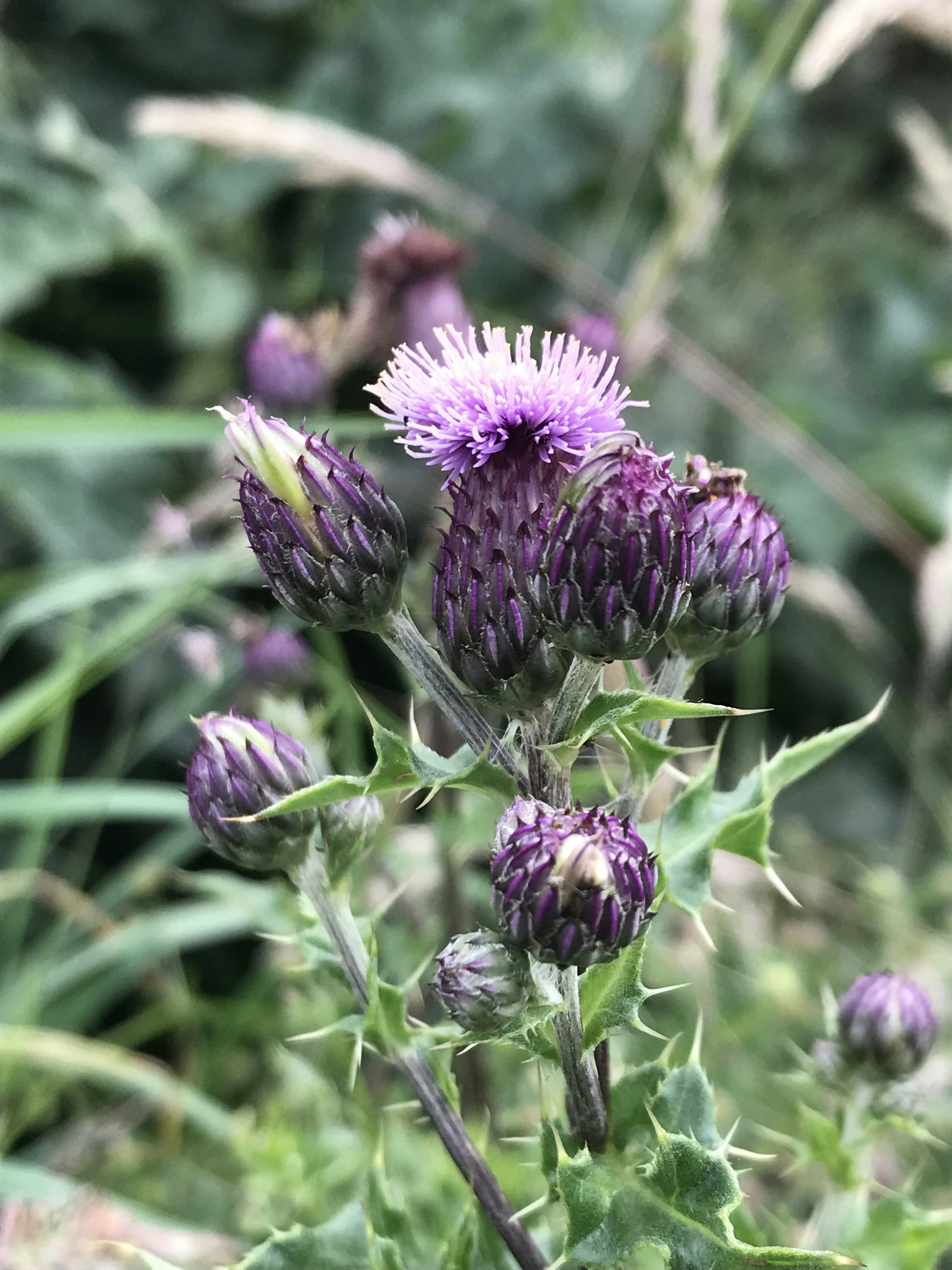 Globe Thistle Crown: close-up of a vivid purple bloom in a green tangle