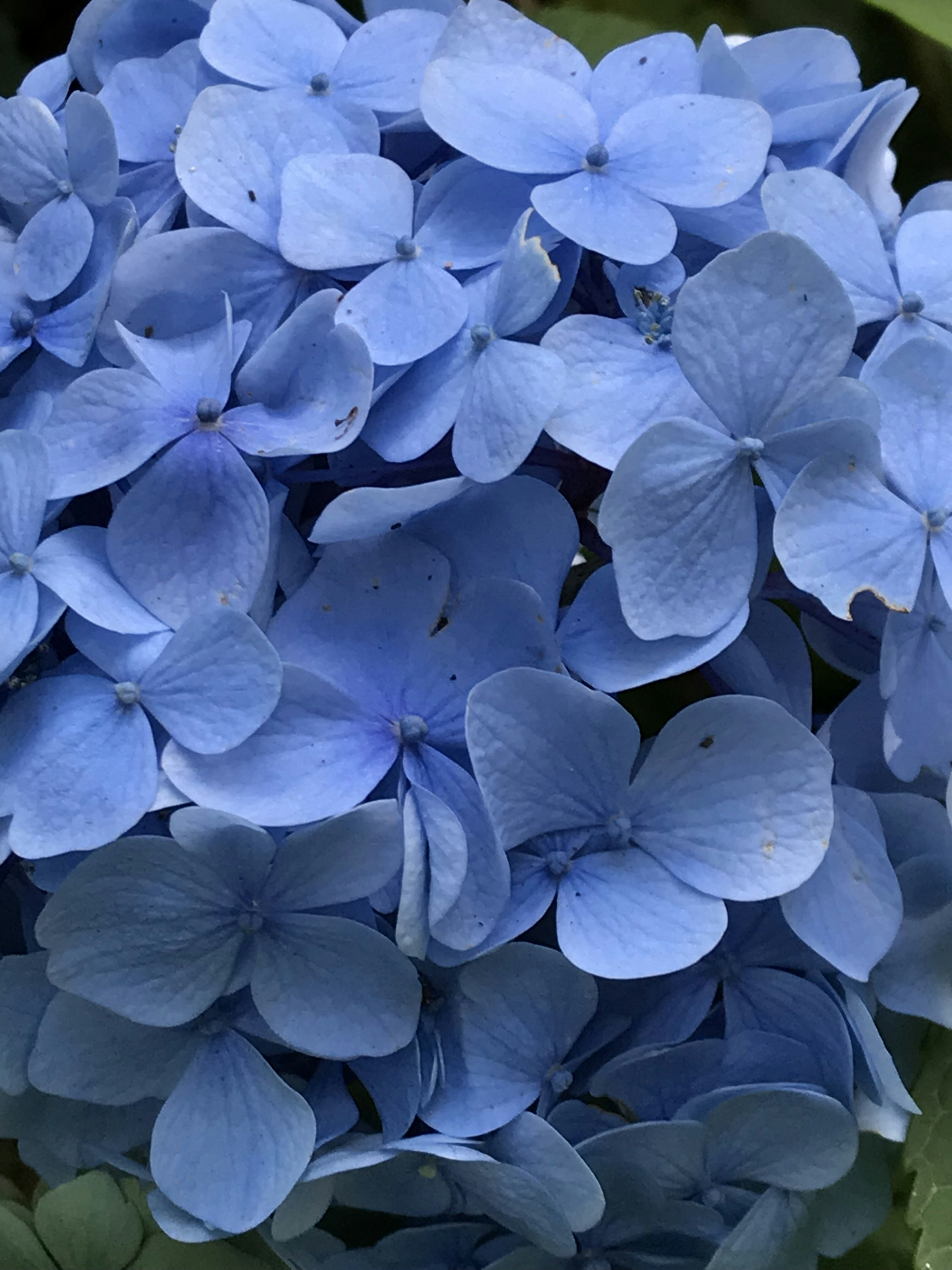 Azure Hydrangea Mosaic: Close-Up of Powder-Blue Petal Clusters