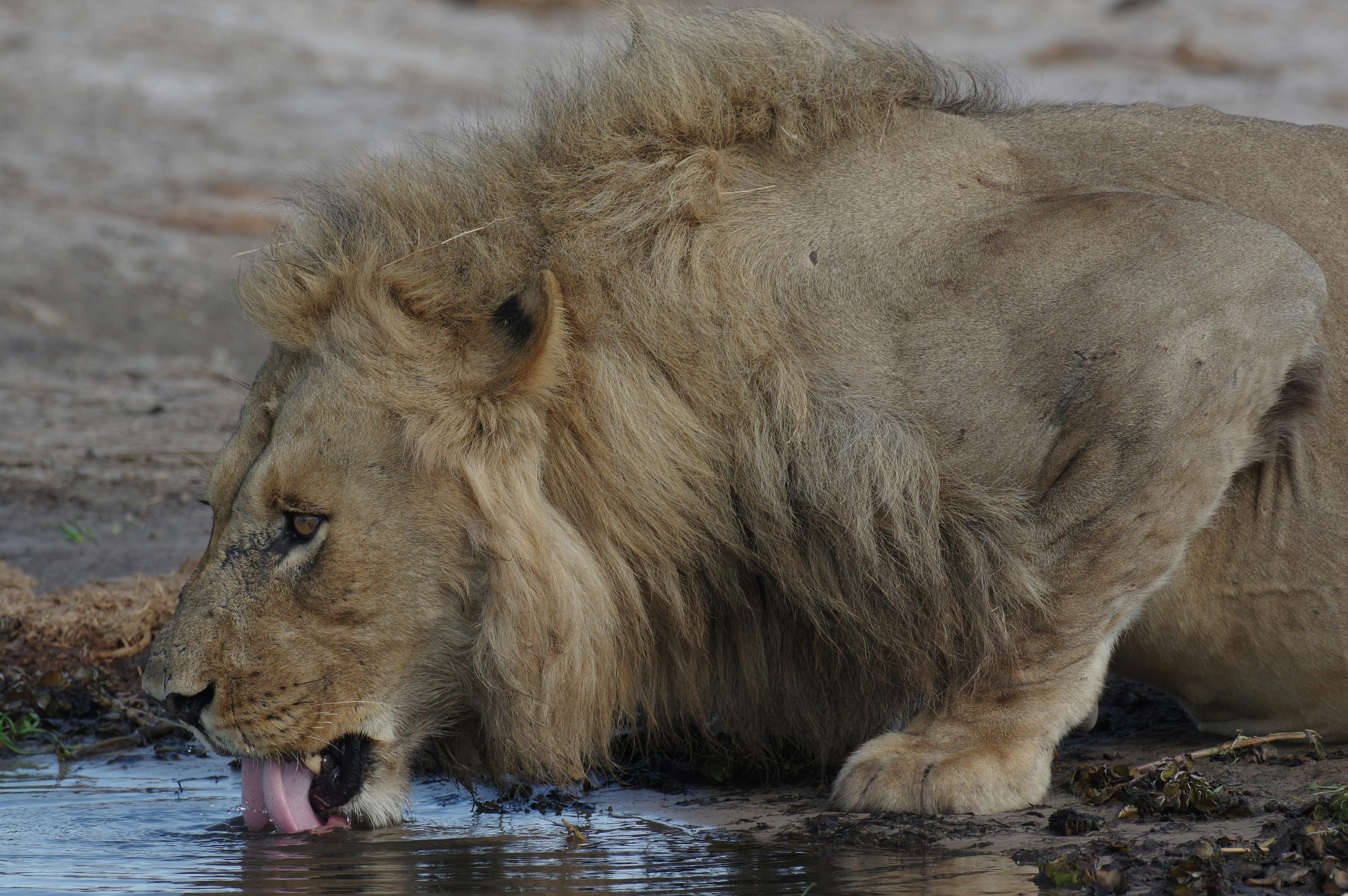 a large lion drinking water from a pond