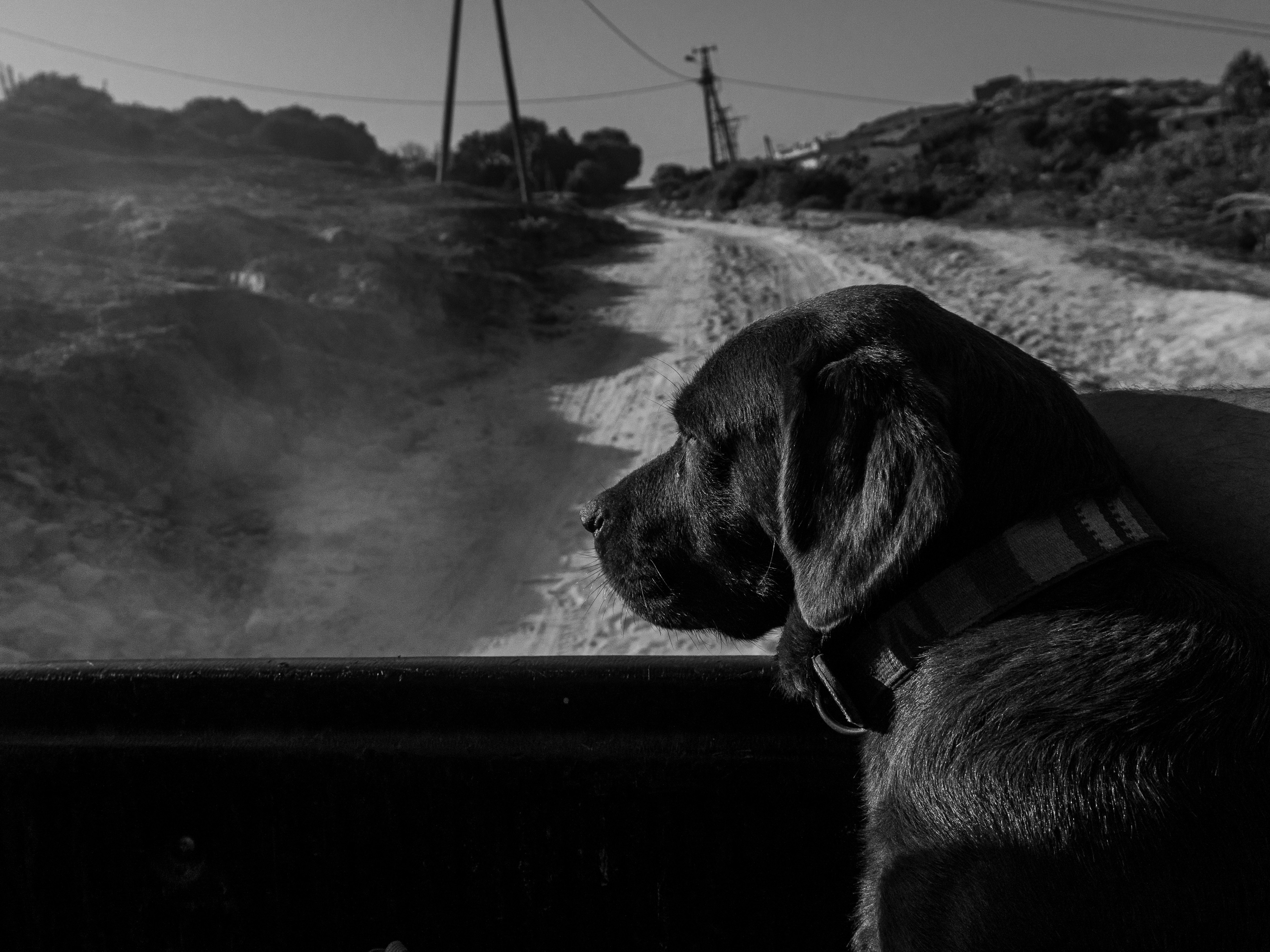 Dusty Horizon: A Hound's Quiet Vigil from the Vehicle Window