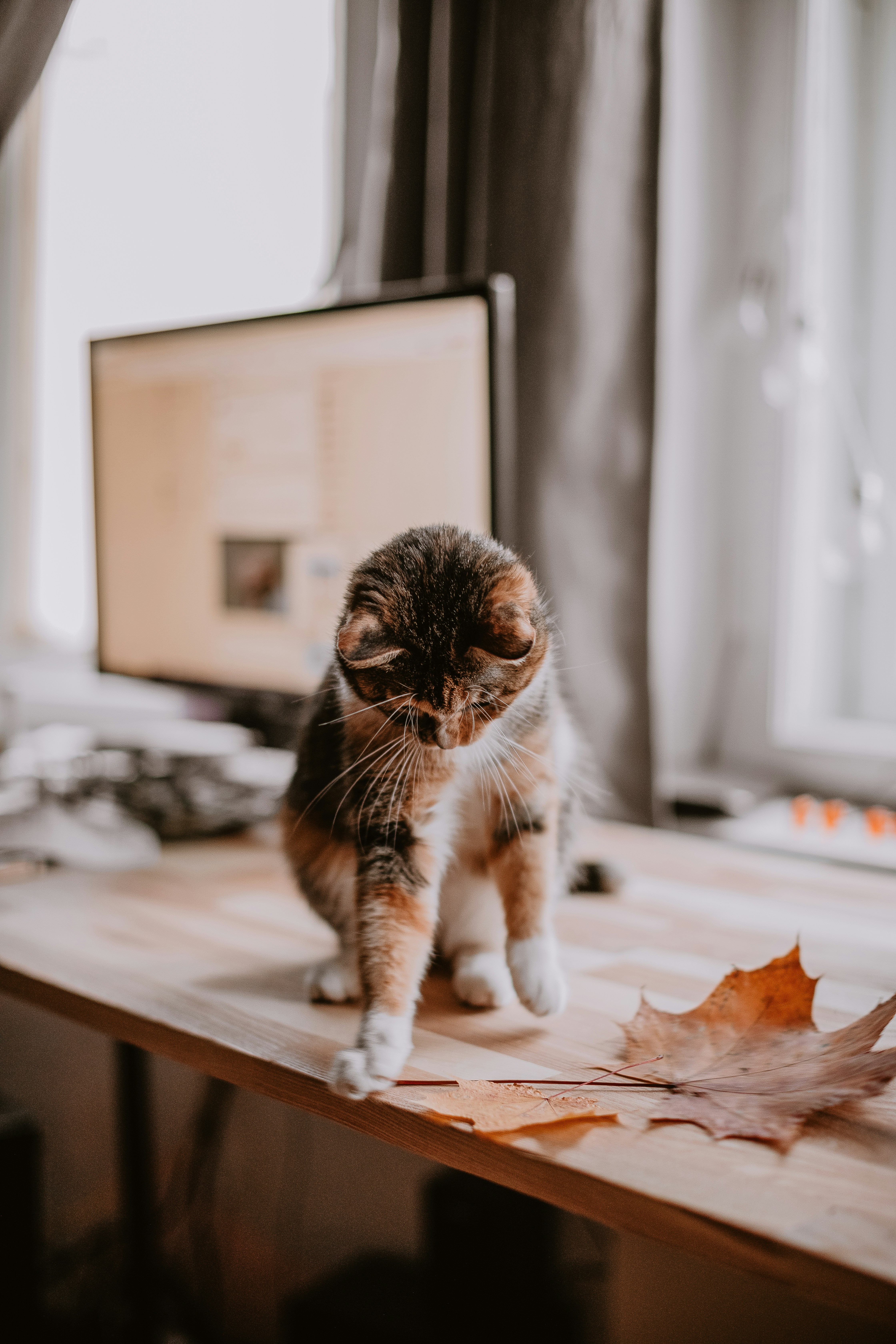 Whiskers at the Edge of Focus: Cat on a Desk Amid Autumn Leaves and Soft Screen Glow