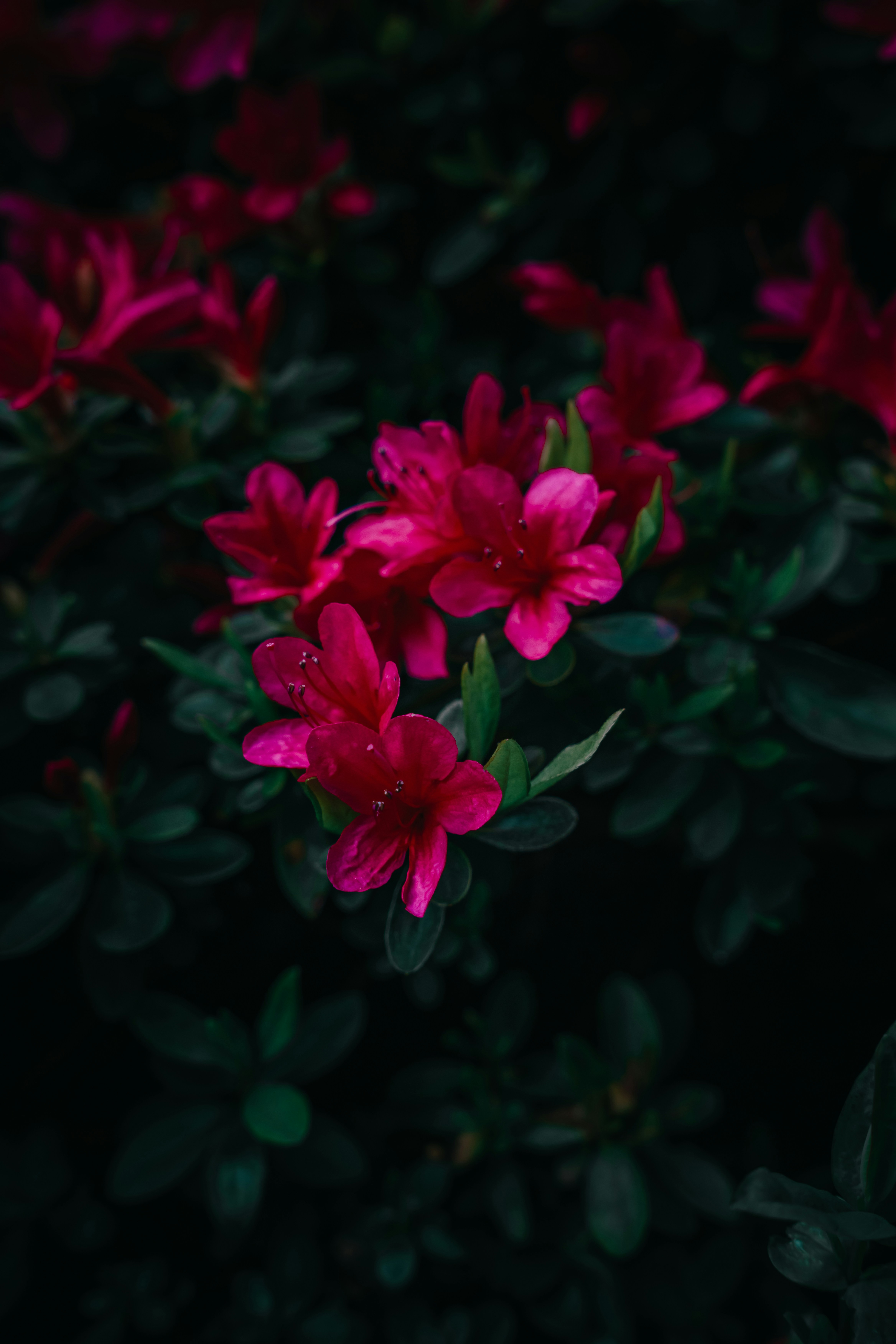 Un bouquet de fleurs rouges qui sont dans un buisson photo – Photo ...