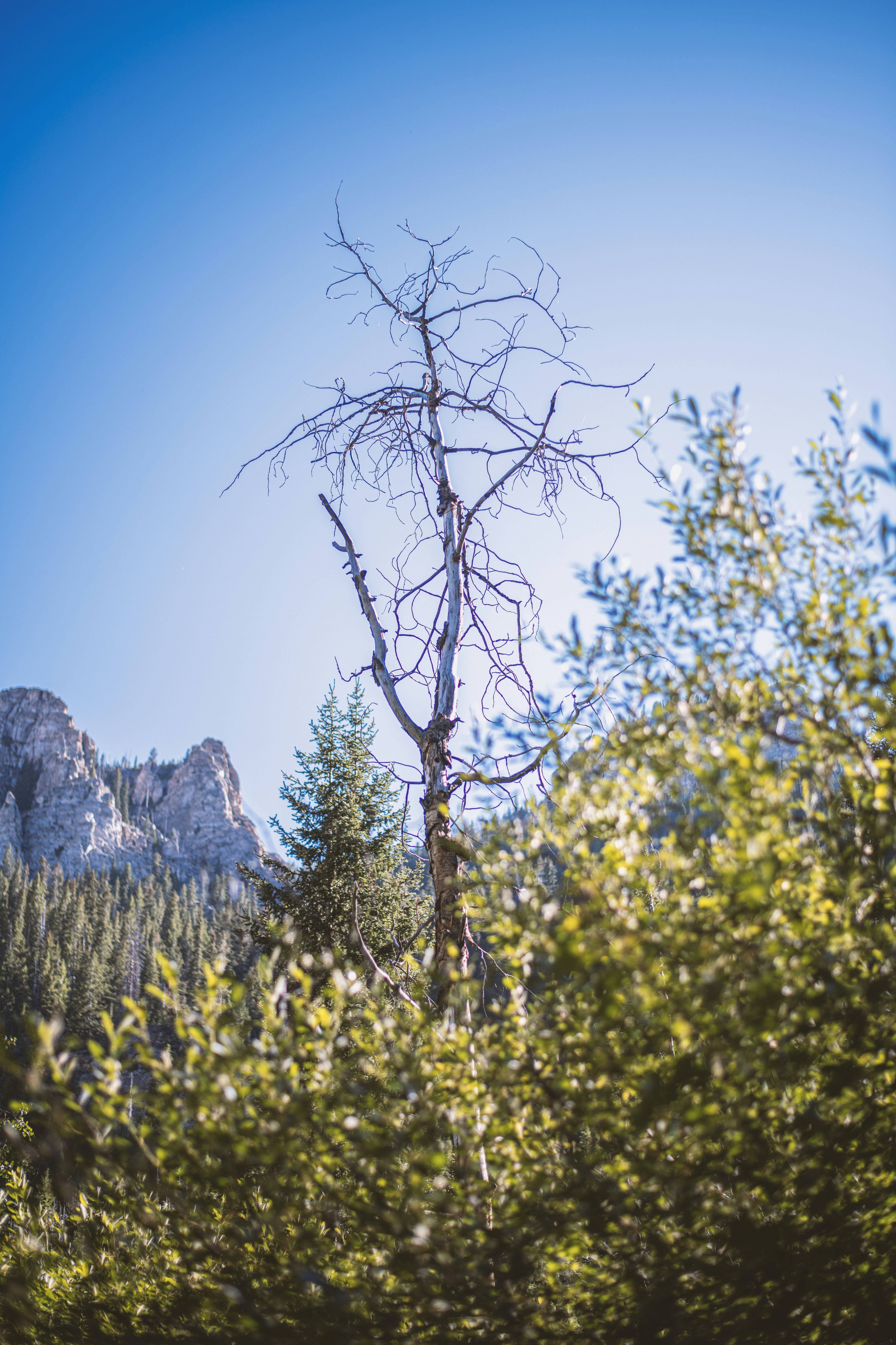 Barren Tree Rising Above a Forest of Green