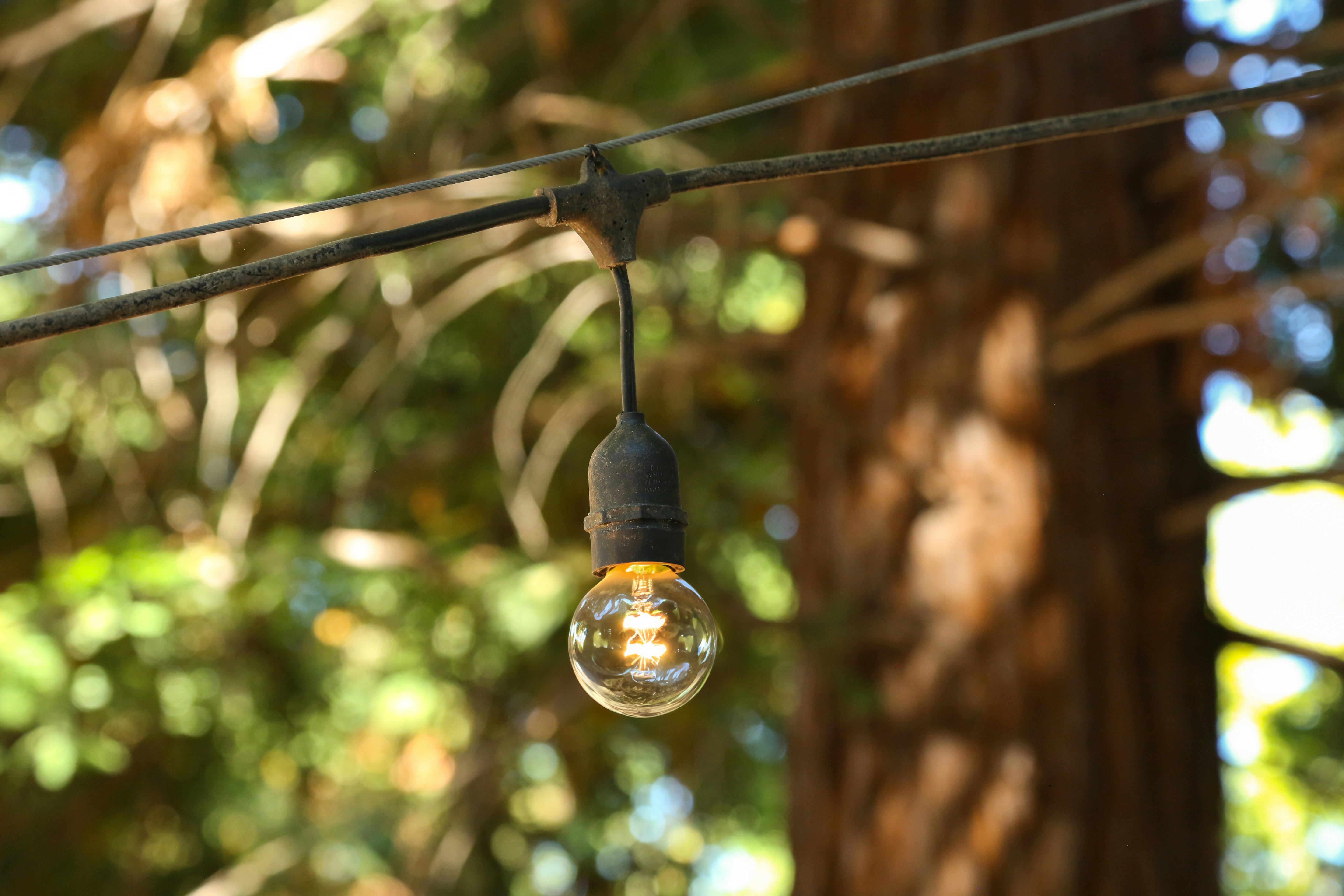 Forest Lantern: A Weathered Bulb Draped in Sunlit Pines