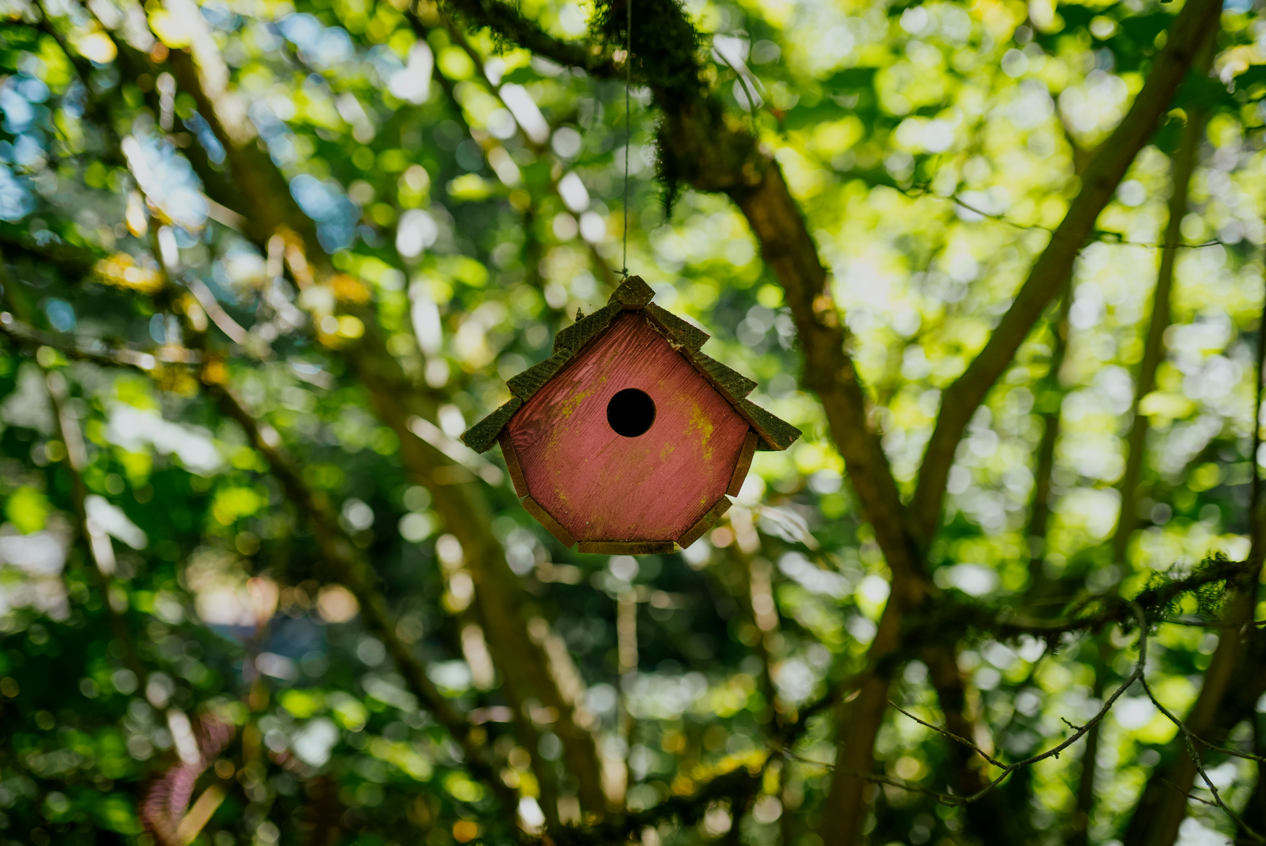 Red Birdhouse Among Sun-Dappled Leaves