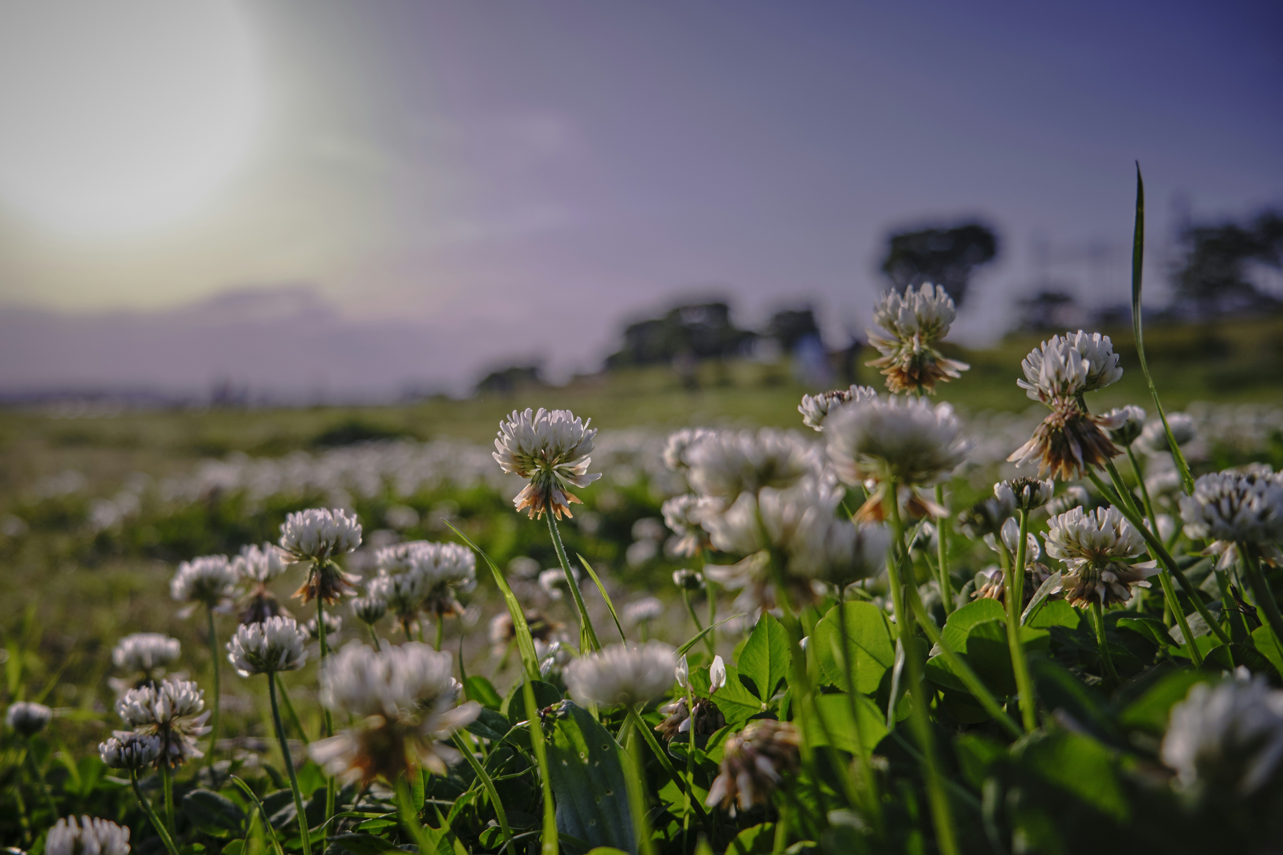 Dawn on the Clover Sea: Sunlit Dandelions at the Shoreline Field