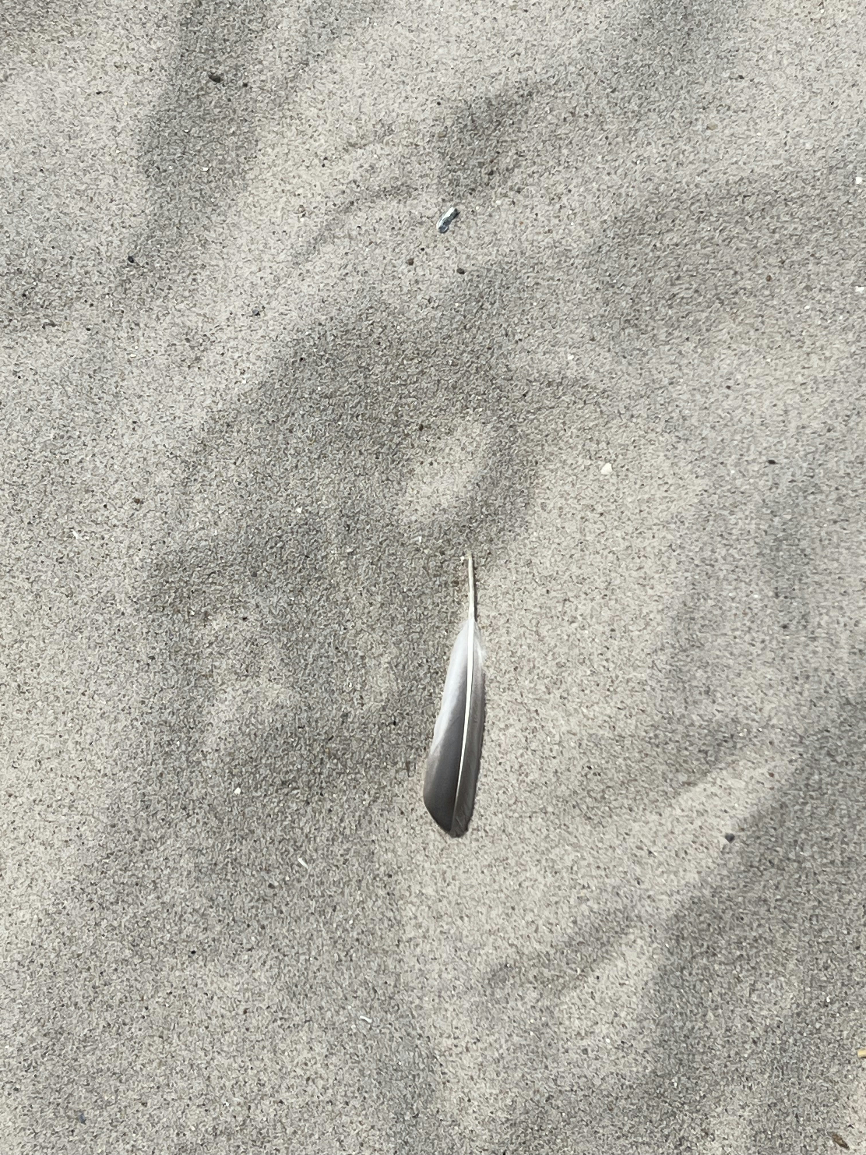 An object is laying in the sand on the beach photo – Free Beach Image ...