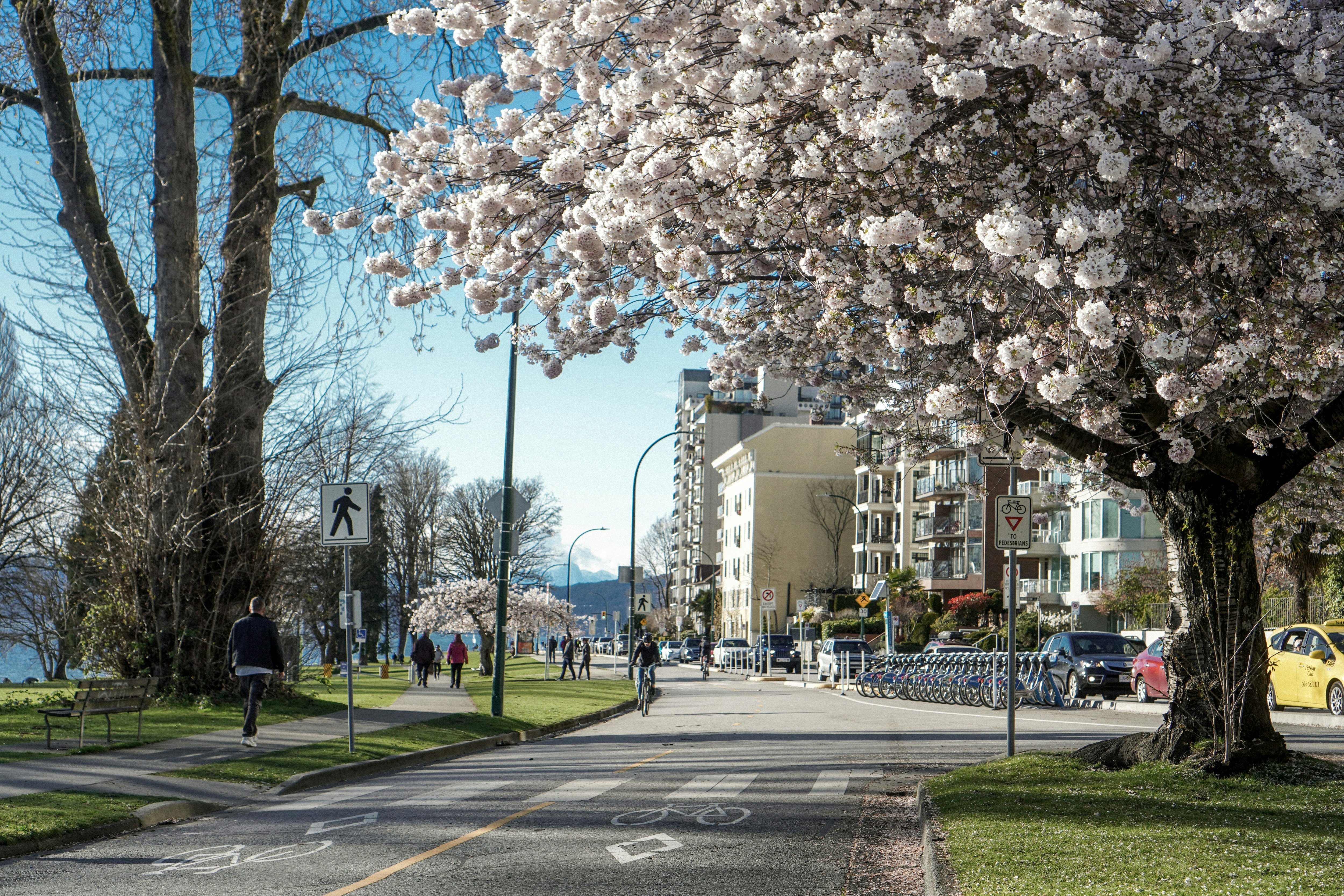 Canopy of White Cherry Blossoms Framing a Lively Riverside Street