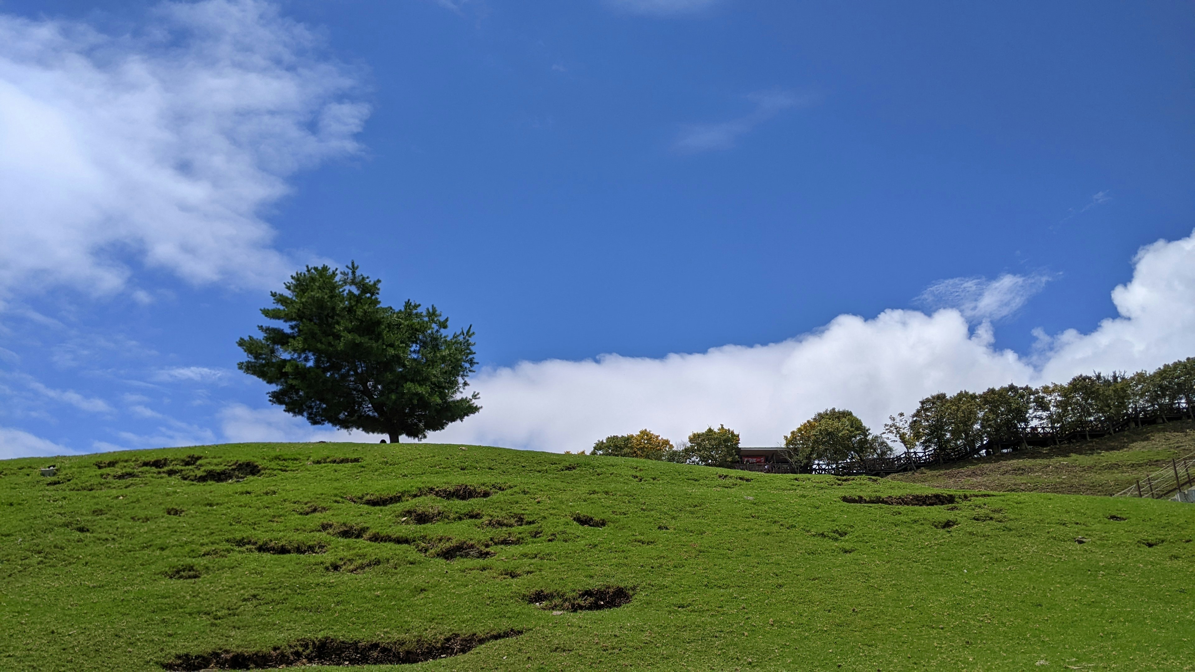 Lone tree atop a vibrant green hill under a bright blue sky with scattered clouds.