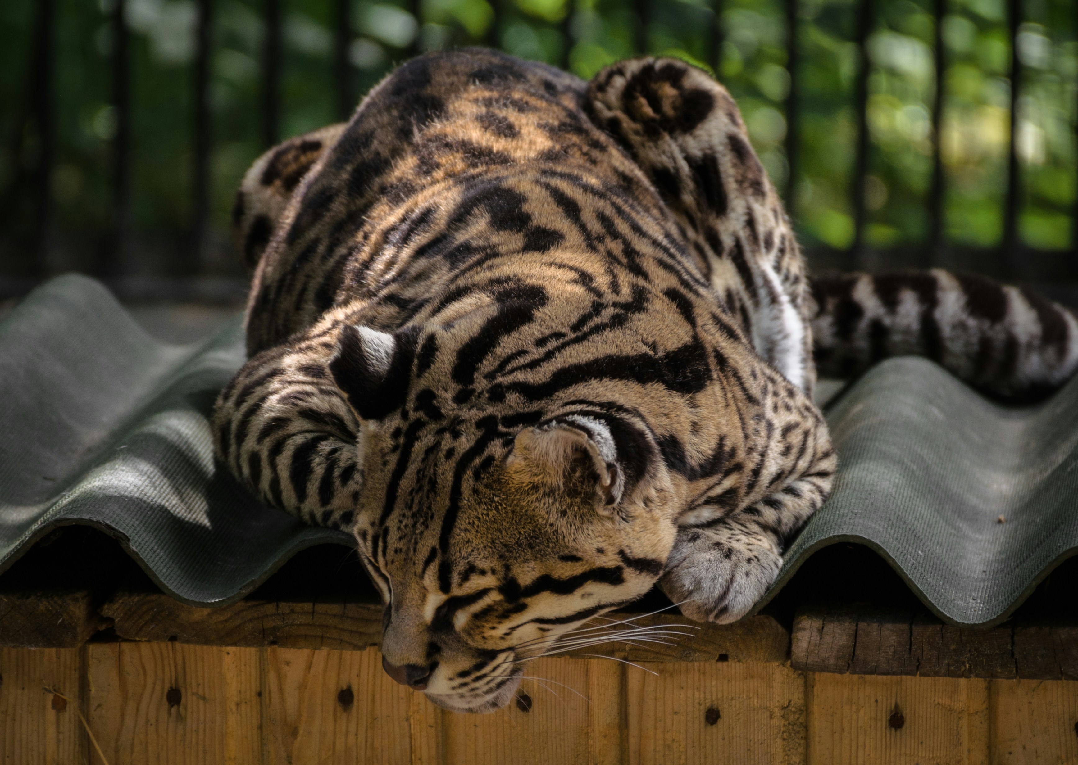 Tiger's Quiet Repose on a Corrugated Roof