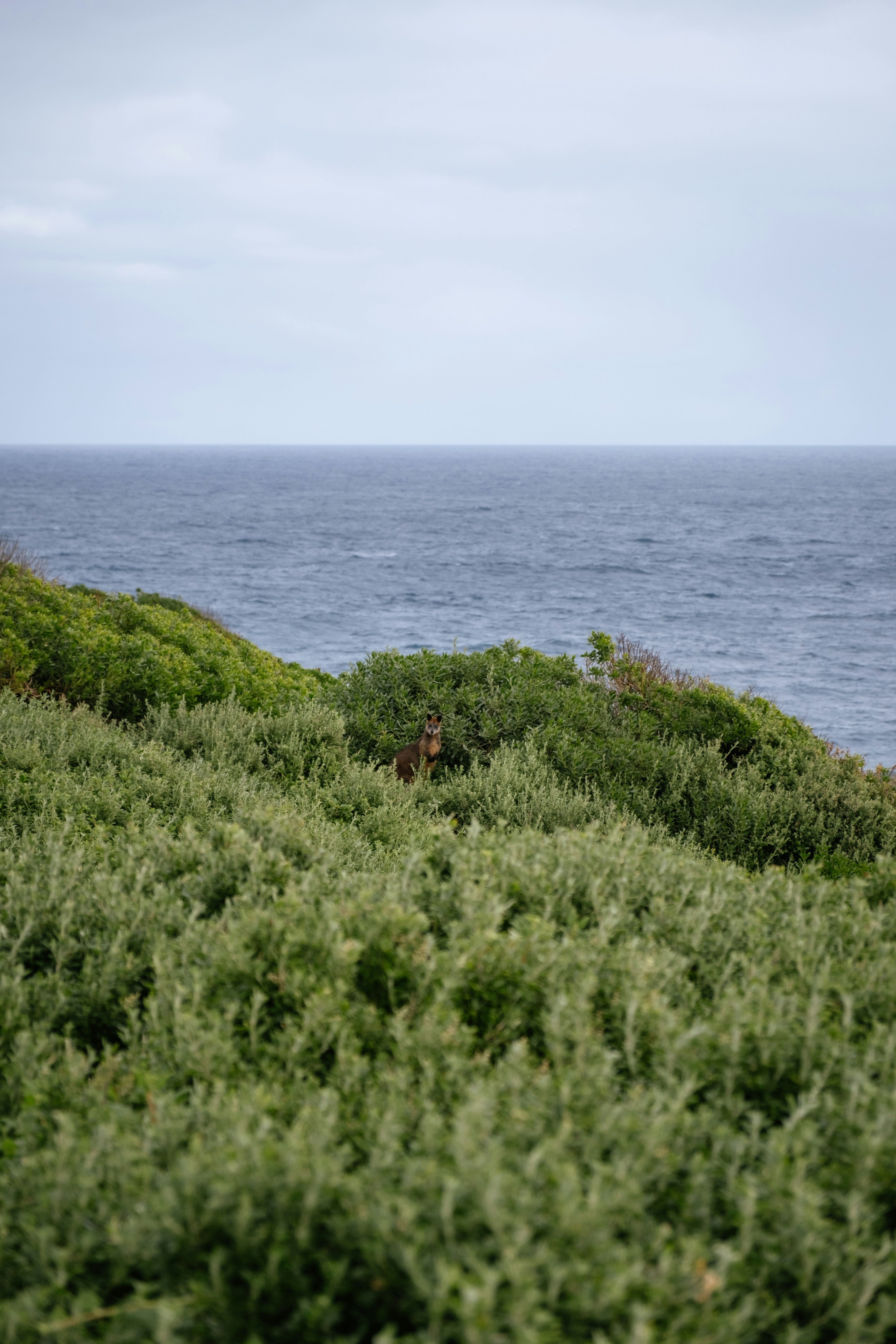 Hidden Observer in Coastal Scrub Overlooking the Atlantic