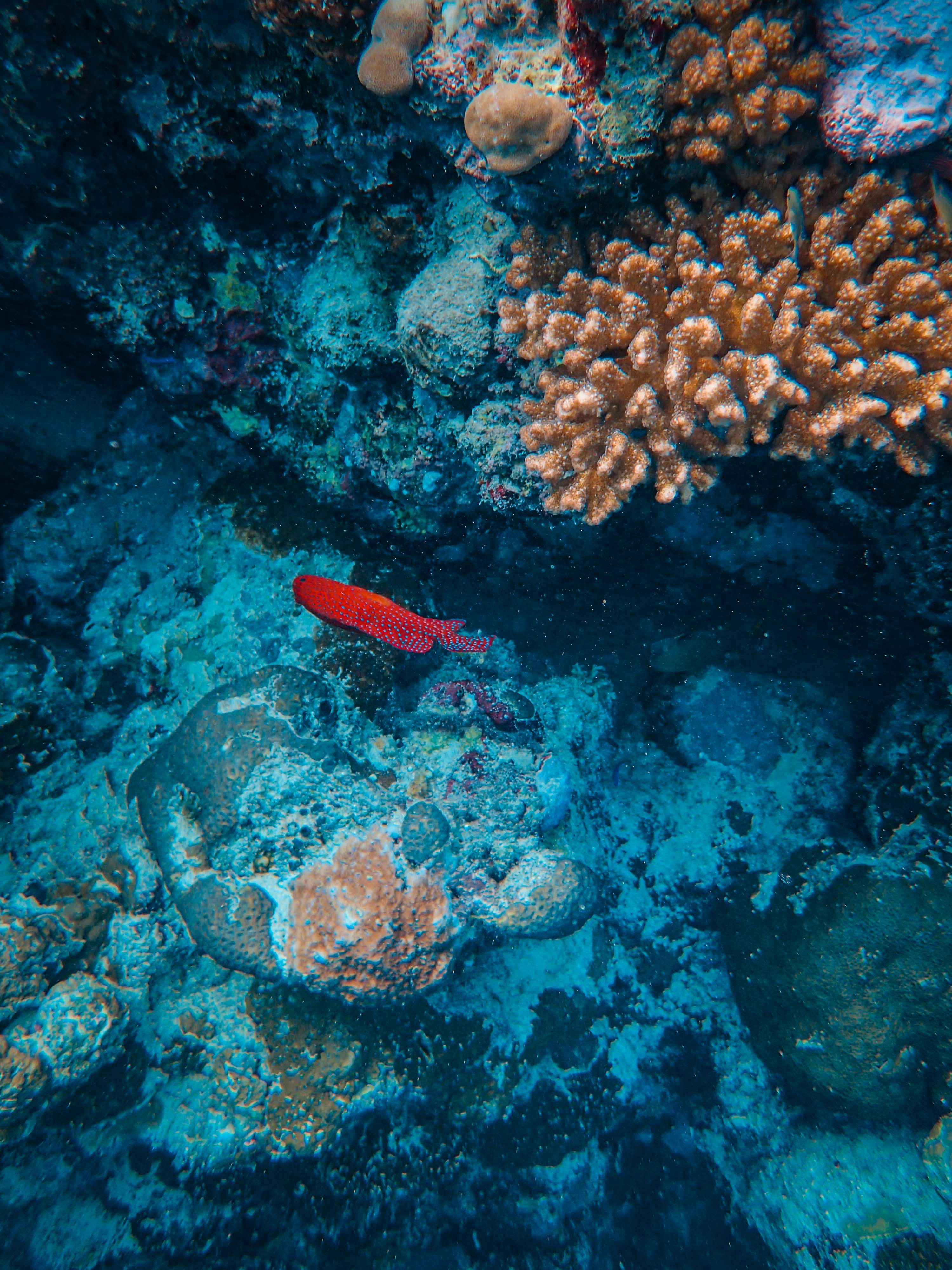 Un poisson rouge nage sur un récif corallien photo – Image gratuite de ...