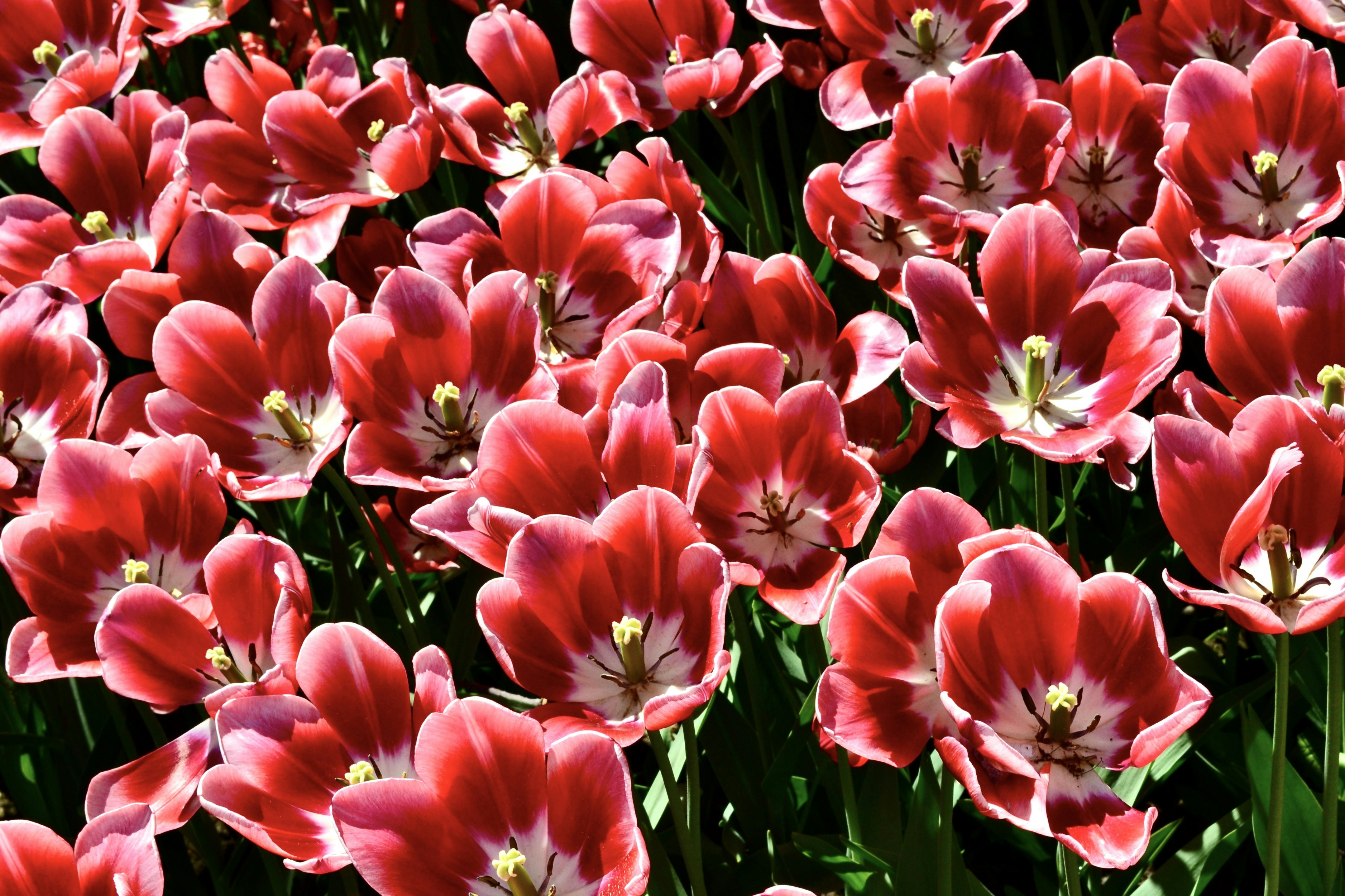 Crimson Bloom Light: Tulips in Sunlit Rows