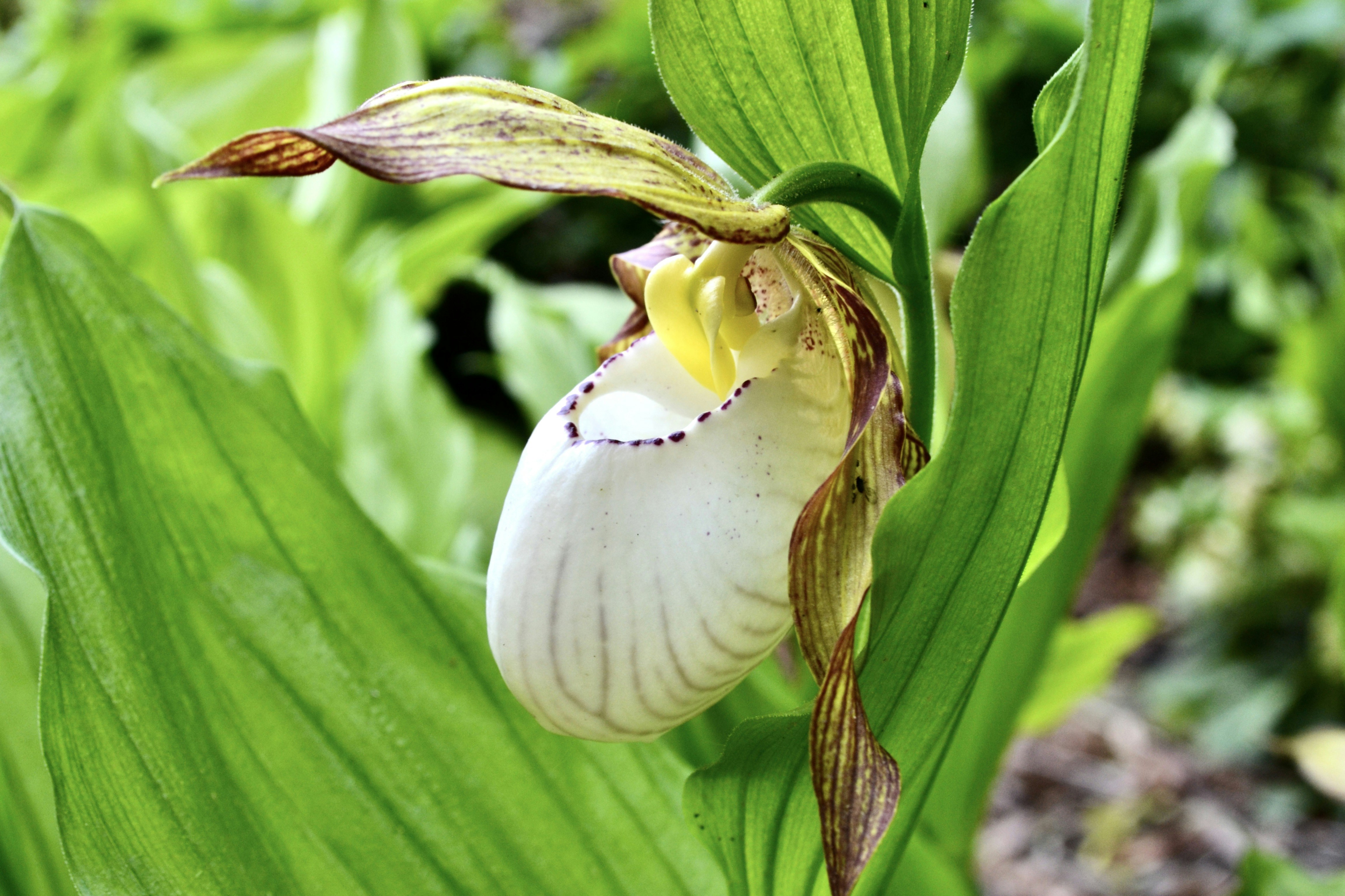 Blossoming Orchis: A pale orchid bud unfurls amid vivid green leaves