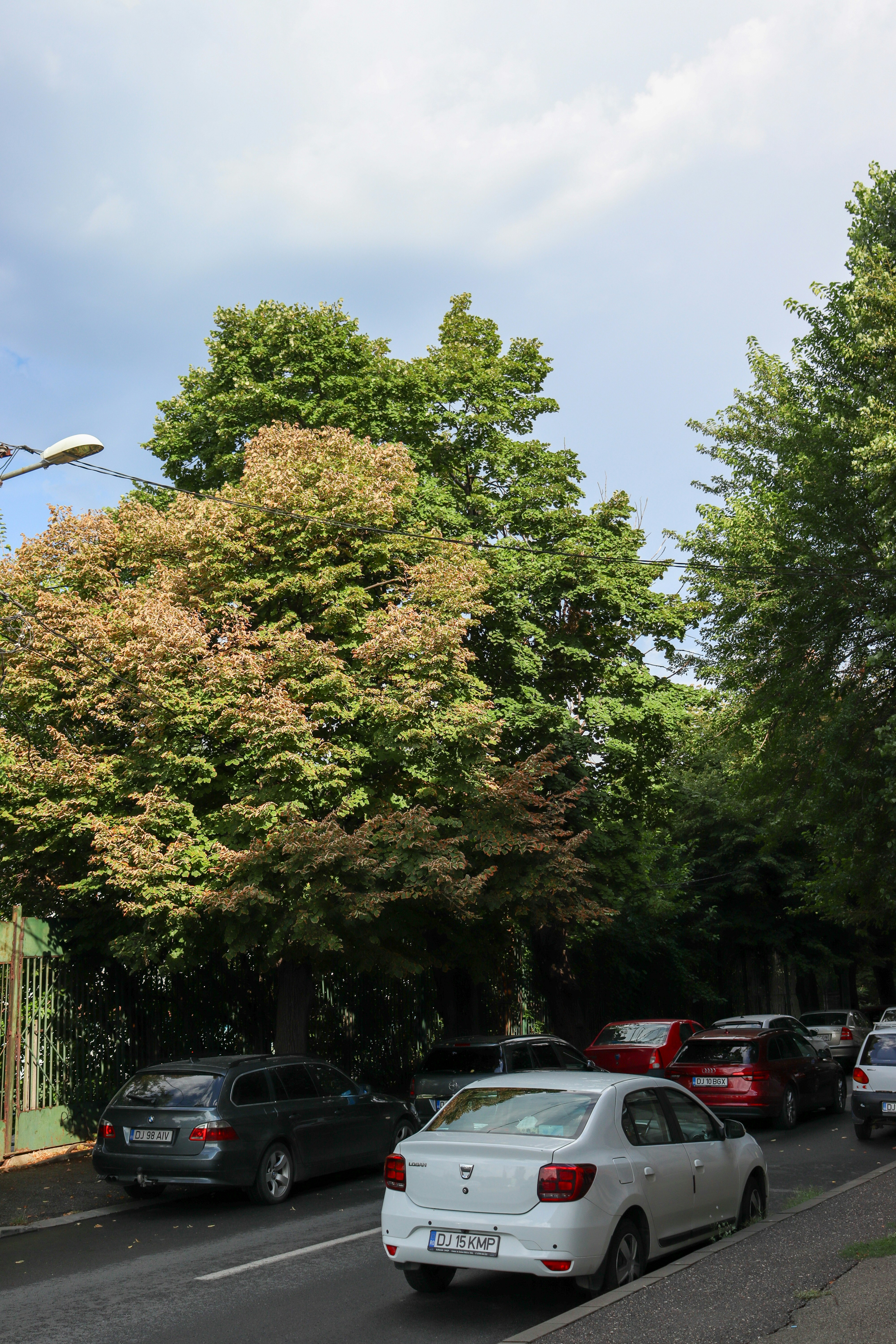 Canopy Corridor: Cars Parked Beneath a Lush Street Line