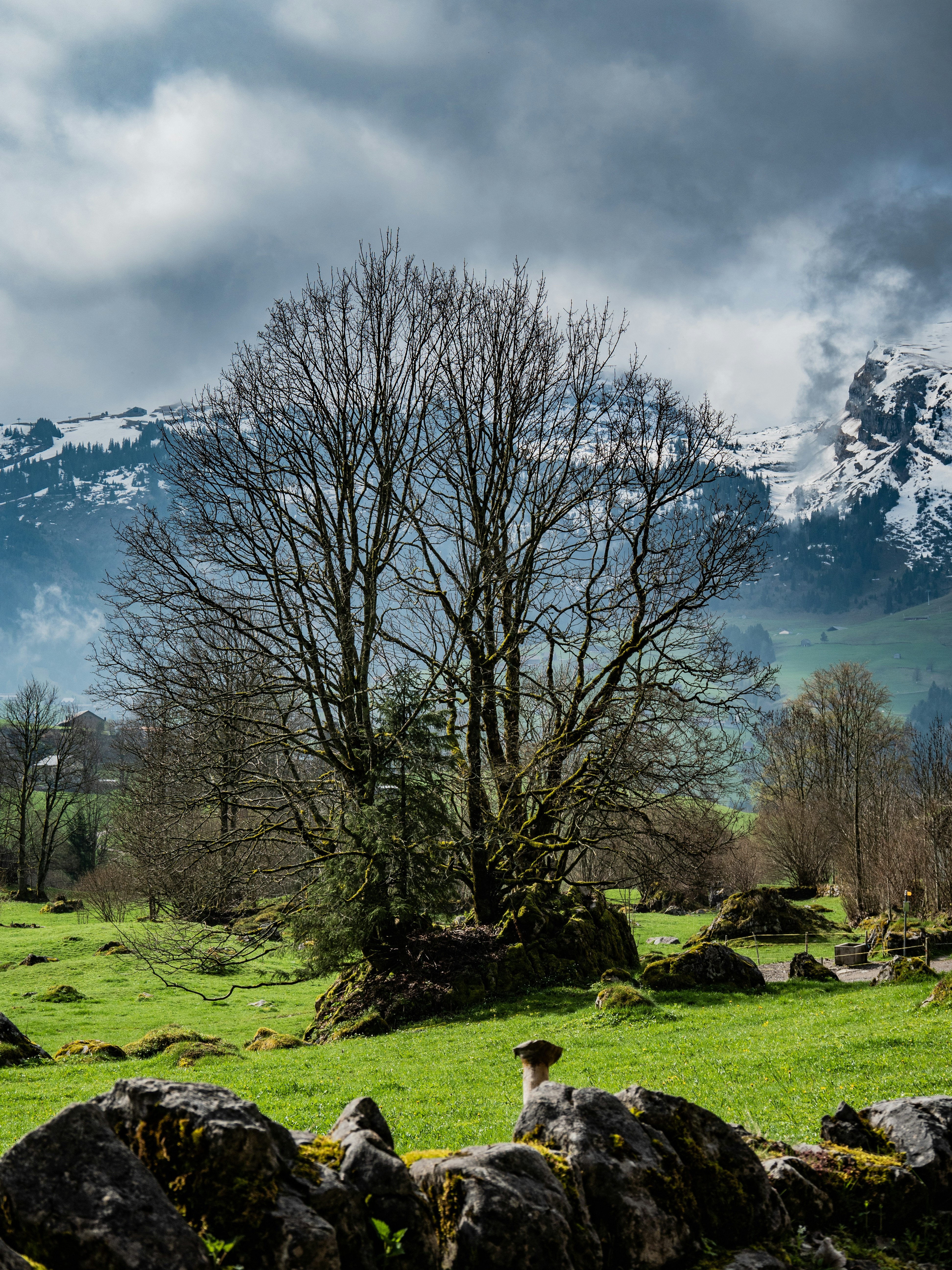Whispers of Nature: The Resilient Tree