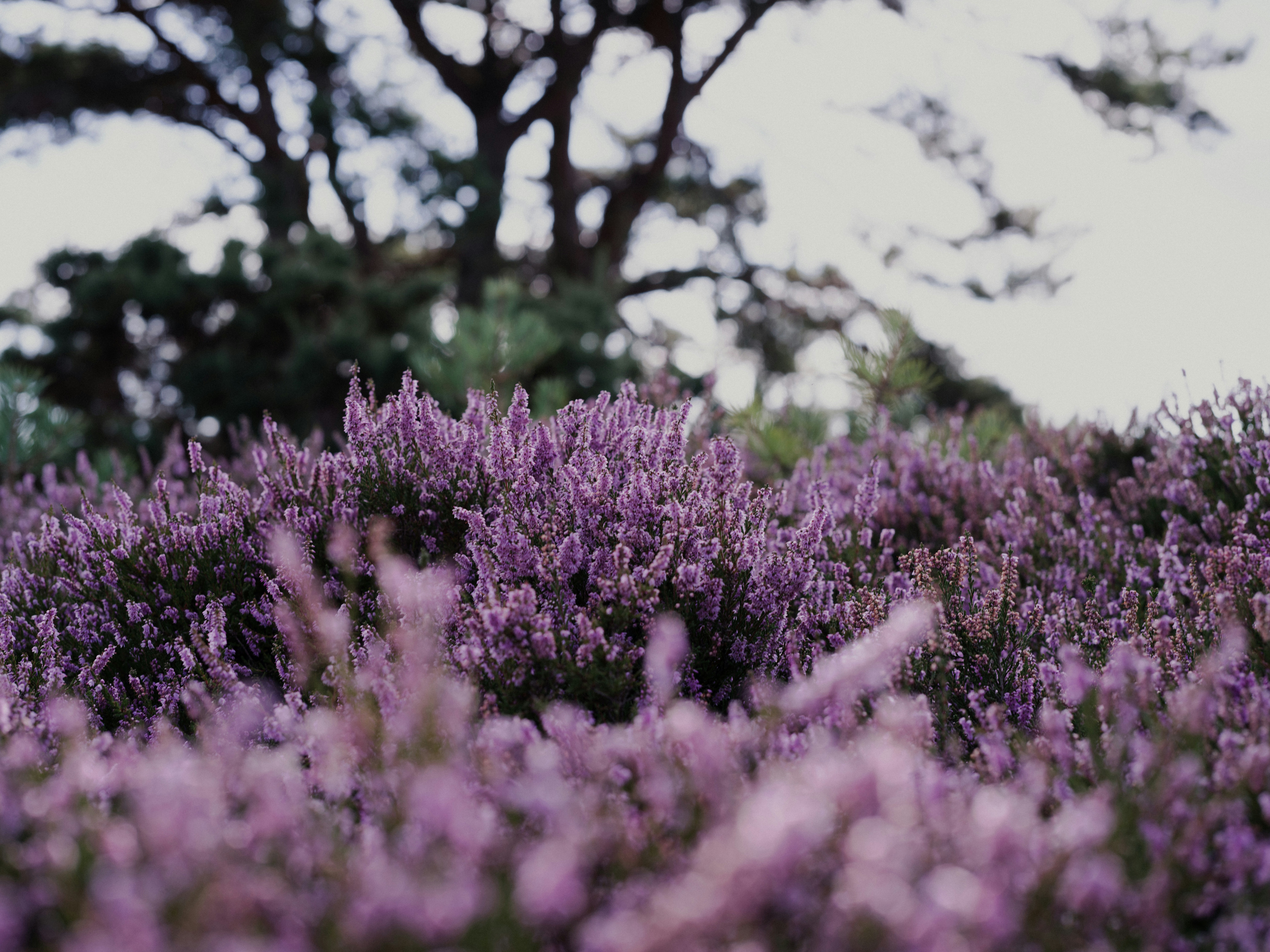 Purple flowers flourish in the foreground with a tree silhouetted in the background.
