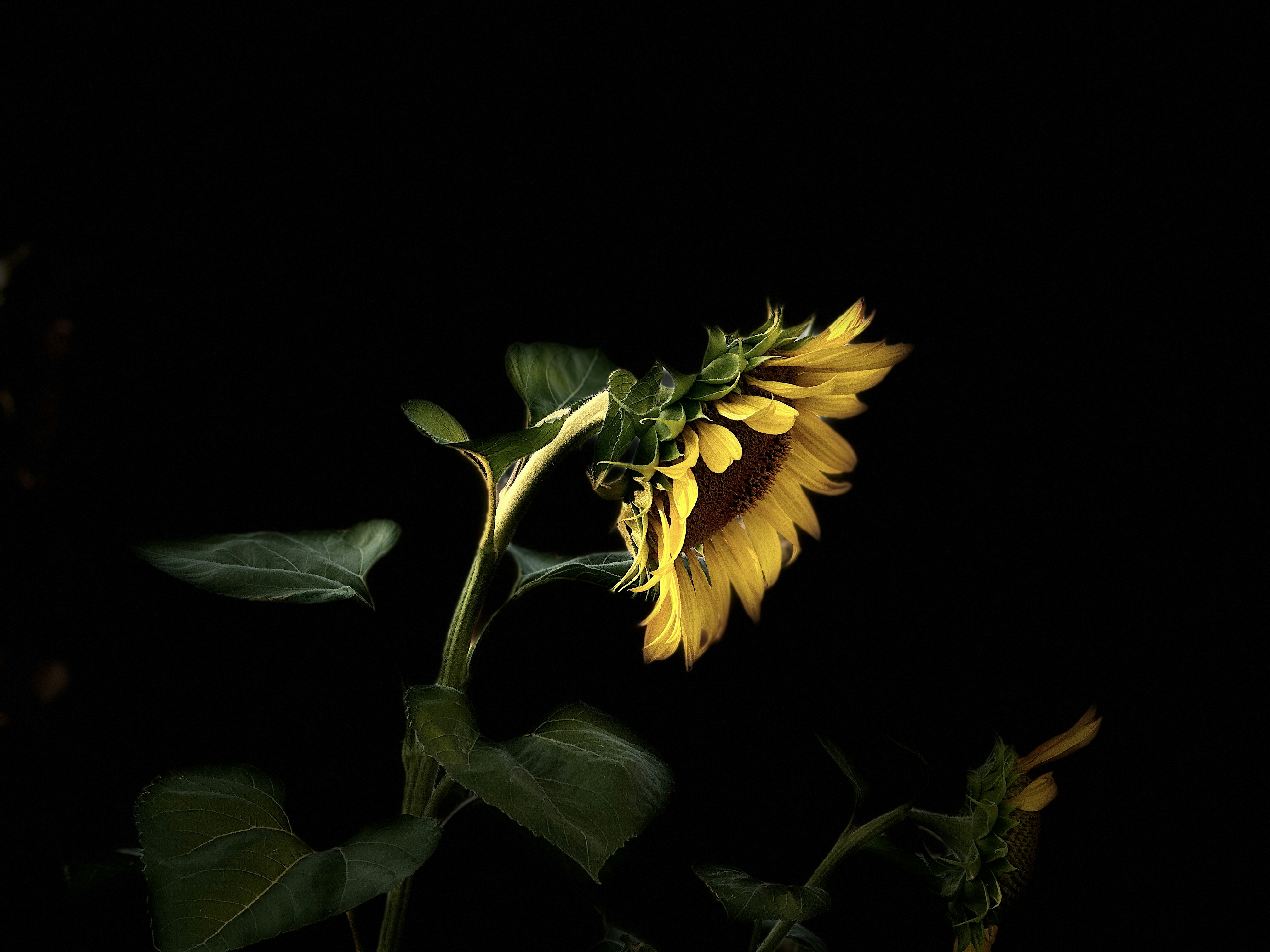 Low-Light Sunflower: a Lone Bloom in the Velvet Night