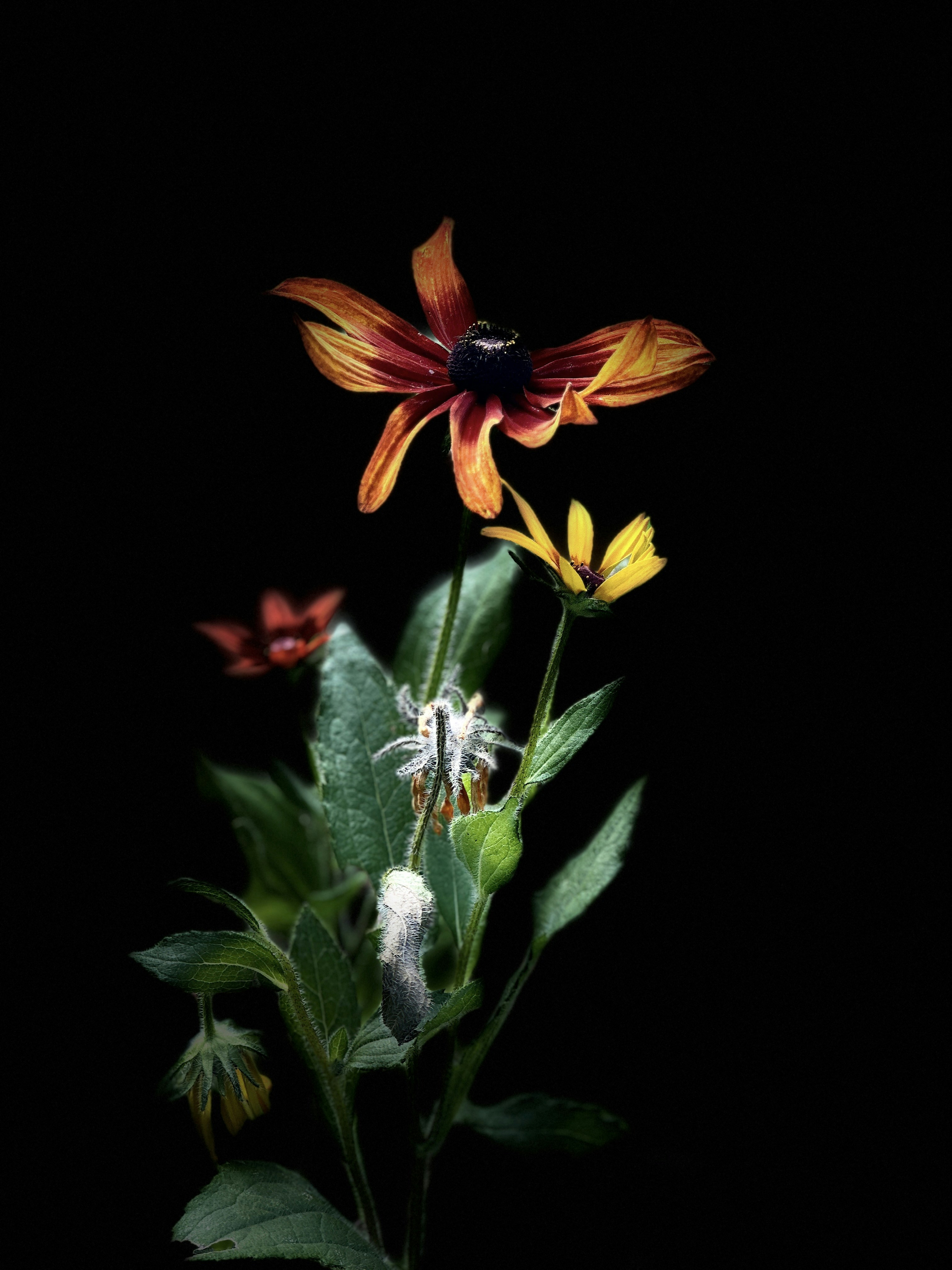 Flowers on black background
